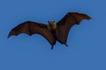 Bat Flying Photos, Download The BEST Free Bat Flying Stock Photos & HD ...