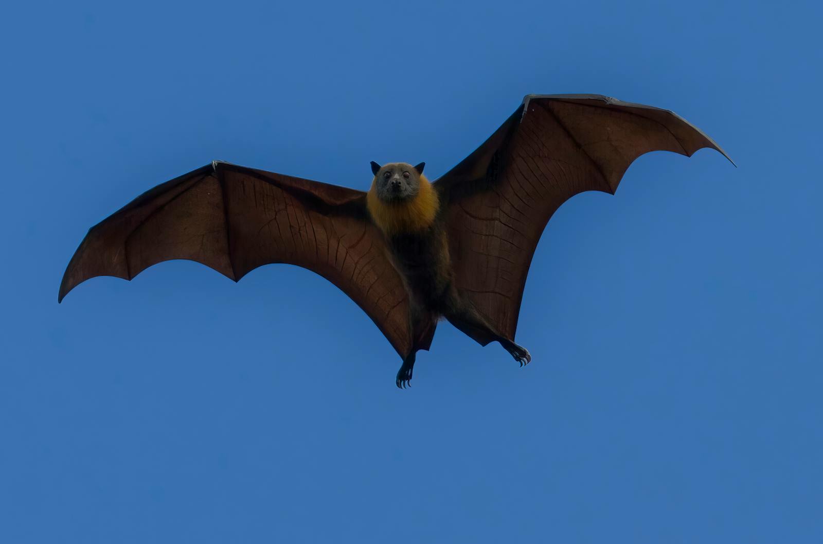 Bat Animal Photos, Download The BEST Free Bat Animal Stock Photos & HD ...