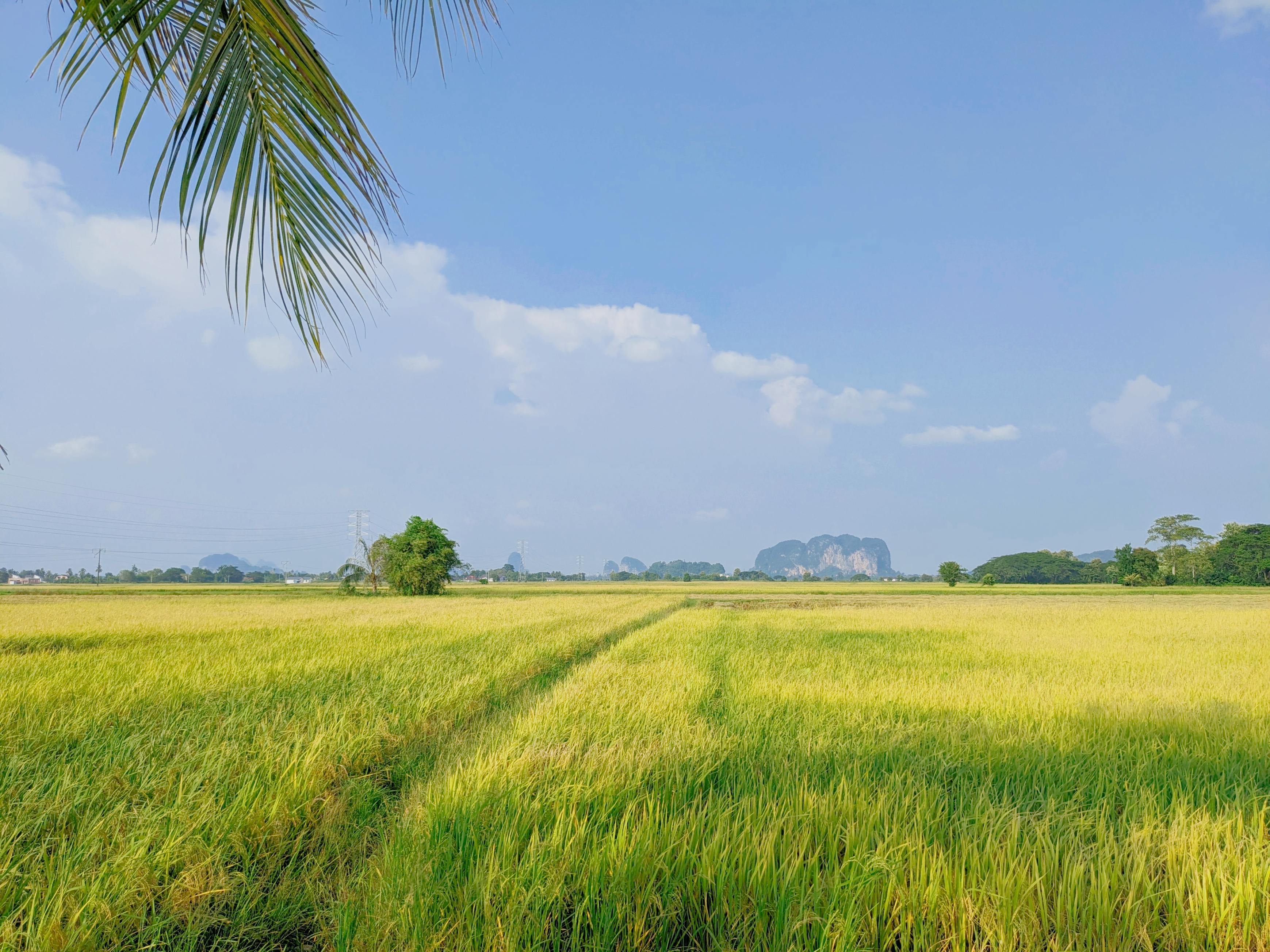 Paddy Field · Free Stock Photo