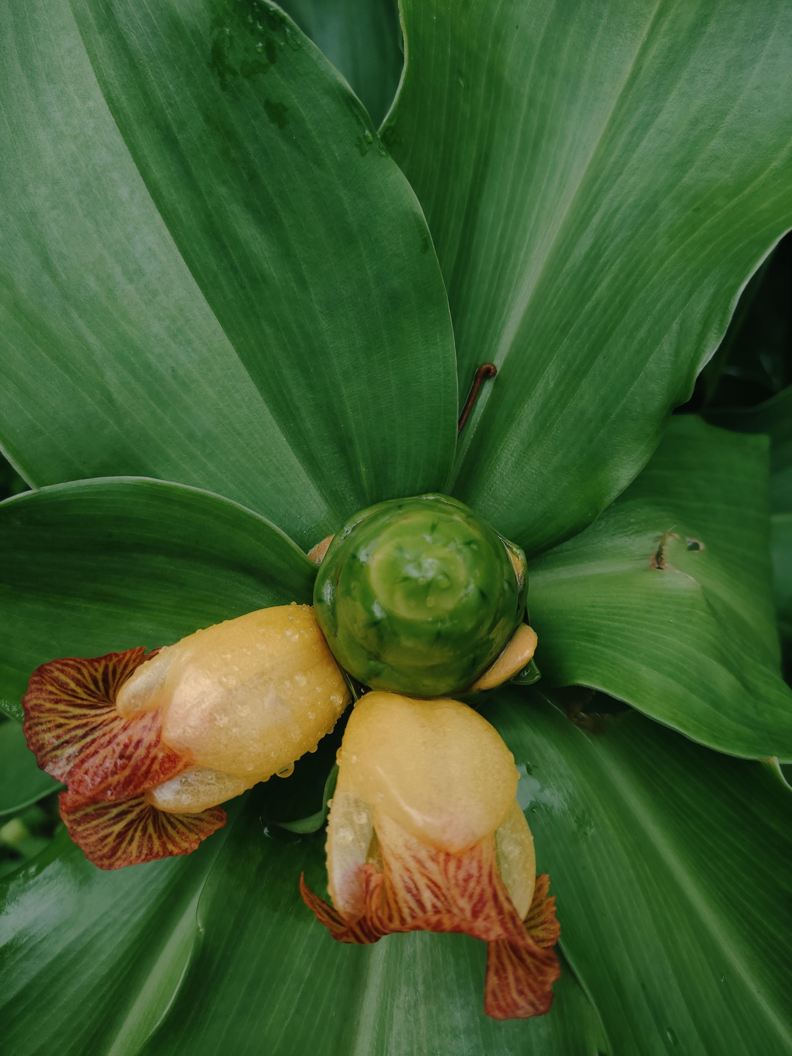 Close-up of a Spiral Ginger Plant · Free Stock Photo