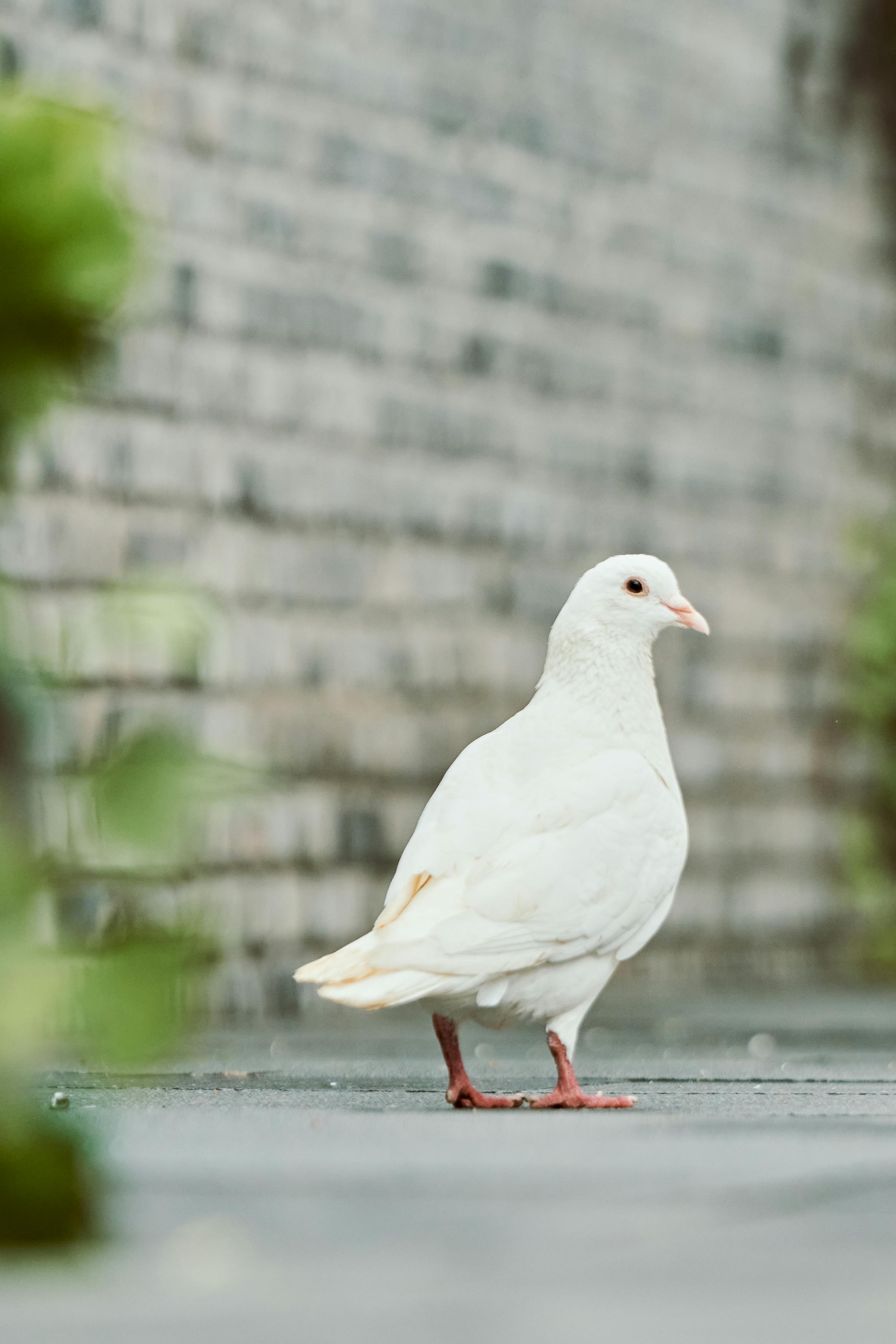 A White Dove Standing on the Ground · Free Stock Photo