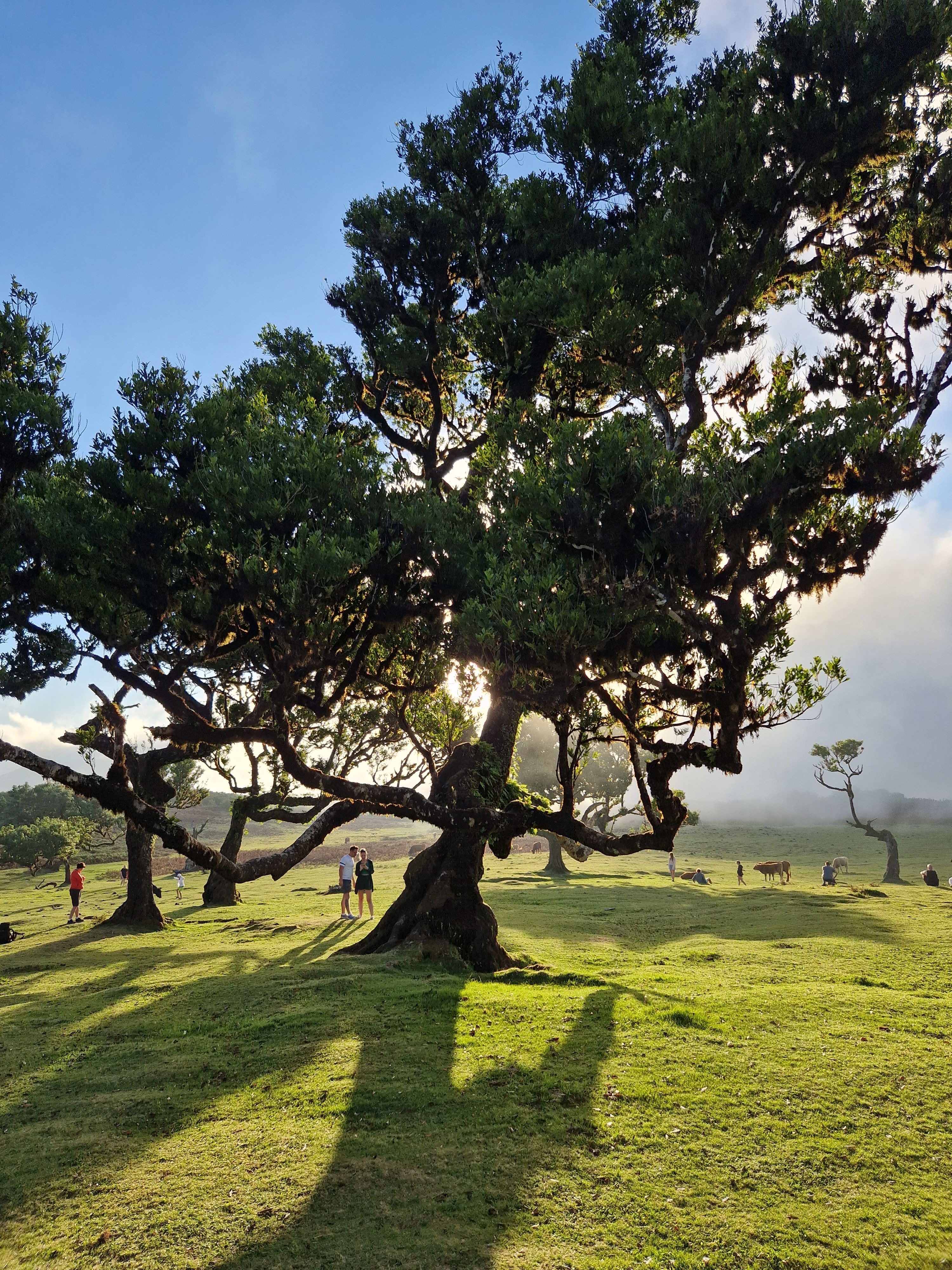 Old Trees in a Madera · Free Stock Photo