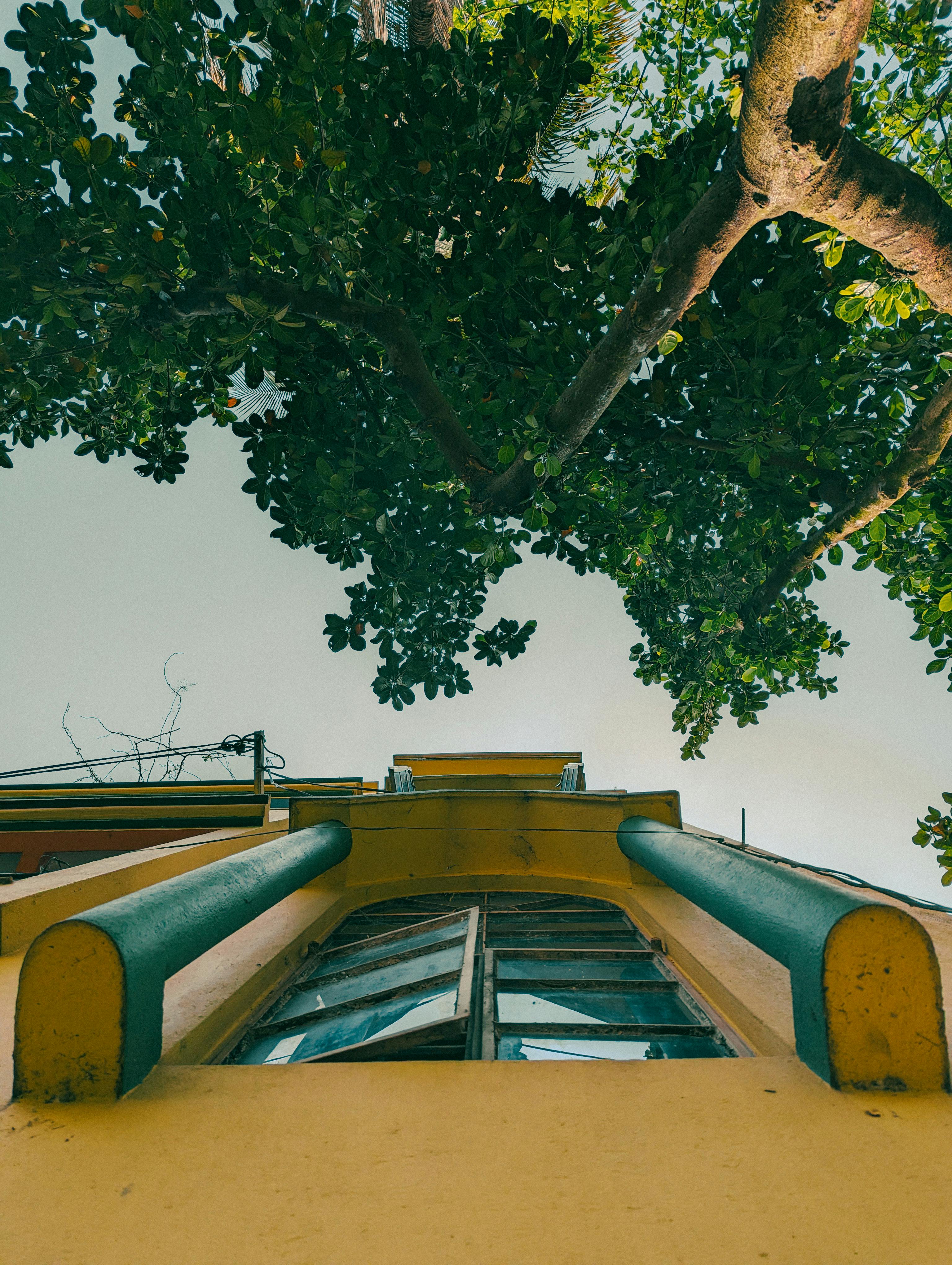 Tree by Building Wall · Free Stock Photo