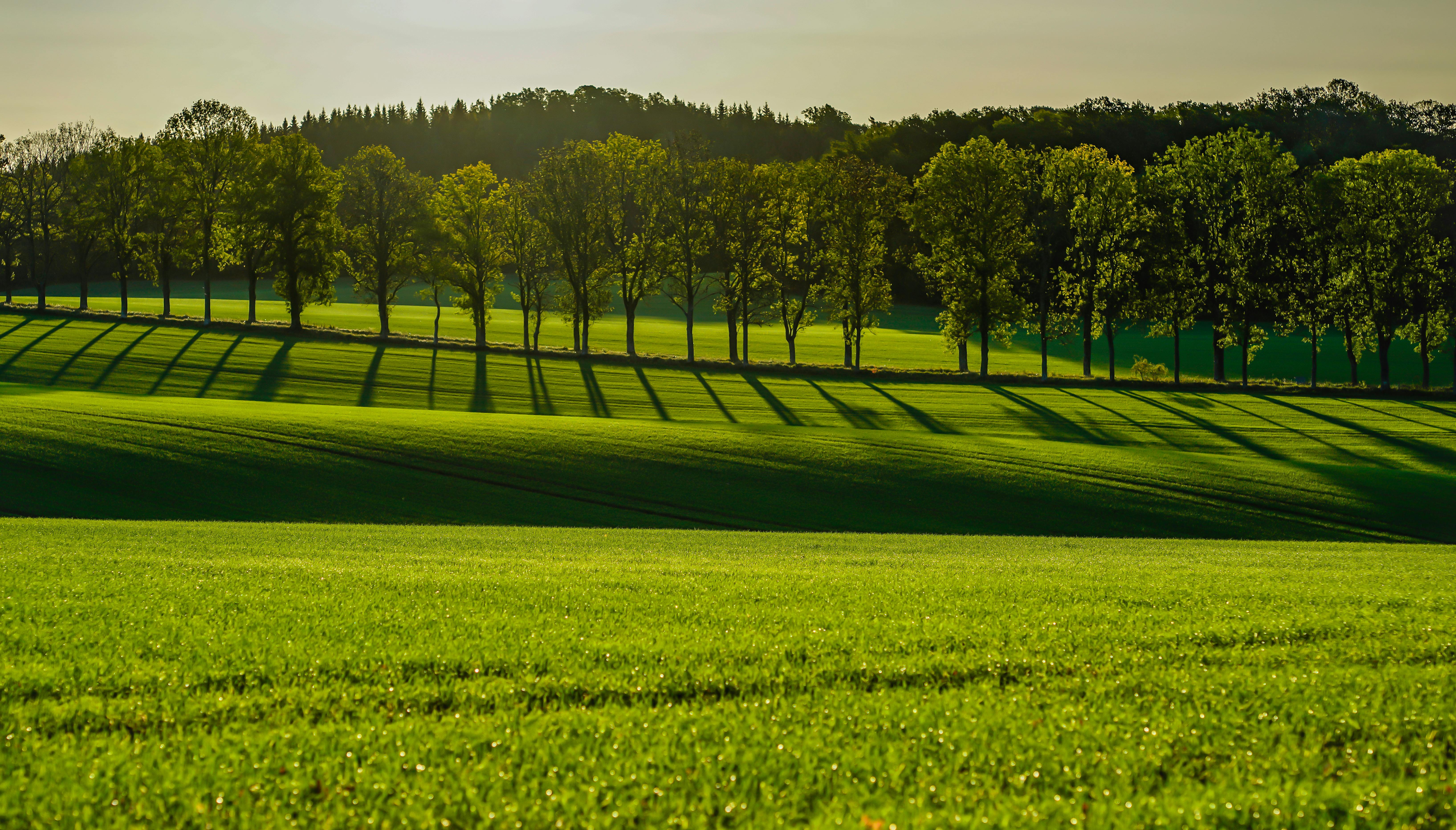 Green Leaf Trees on Grass Field · Free Stock Photo