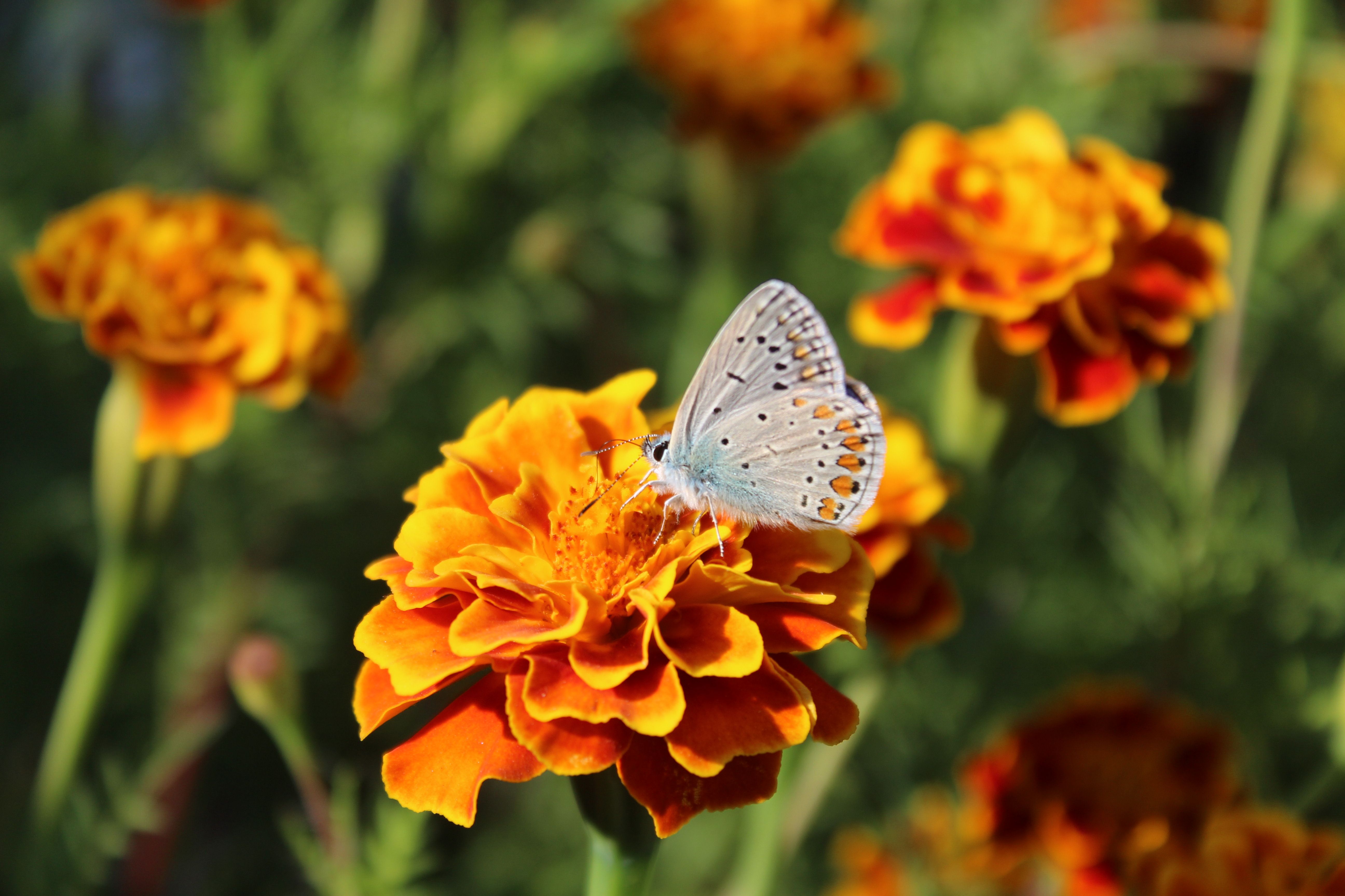 Live Flower Wallpaper Photos, Download The BEST Free Live Flower ...