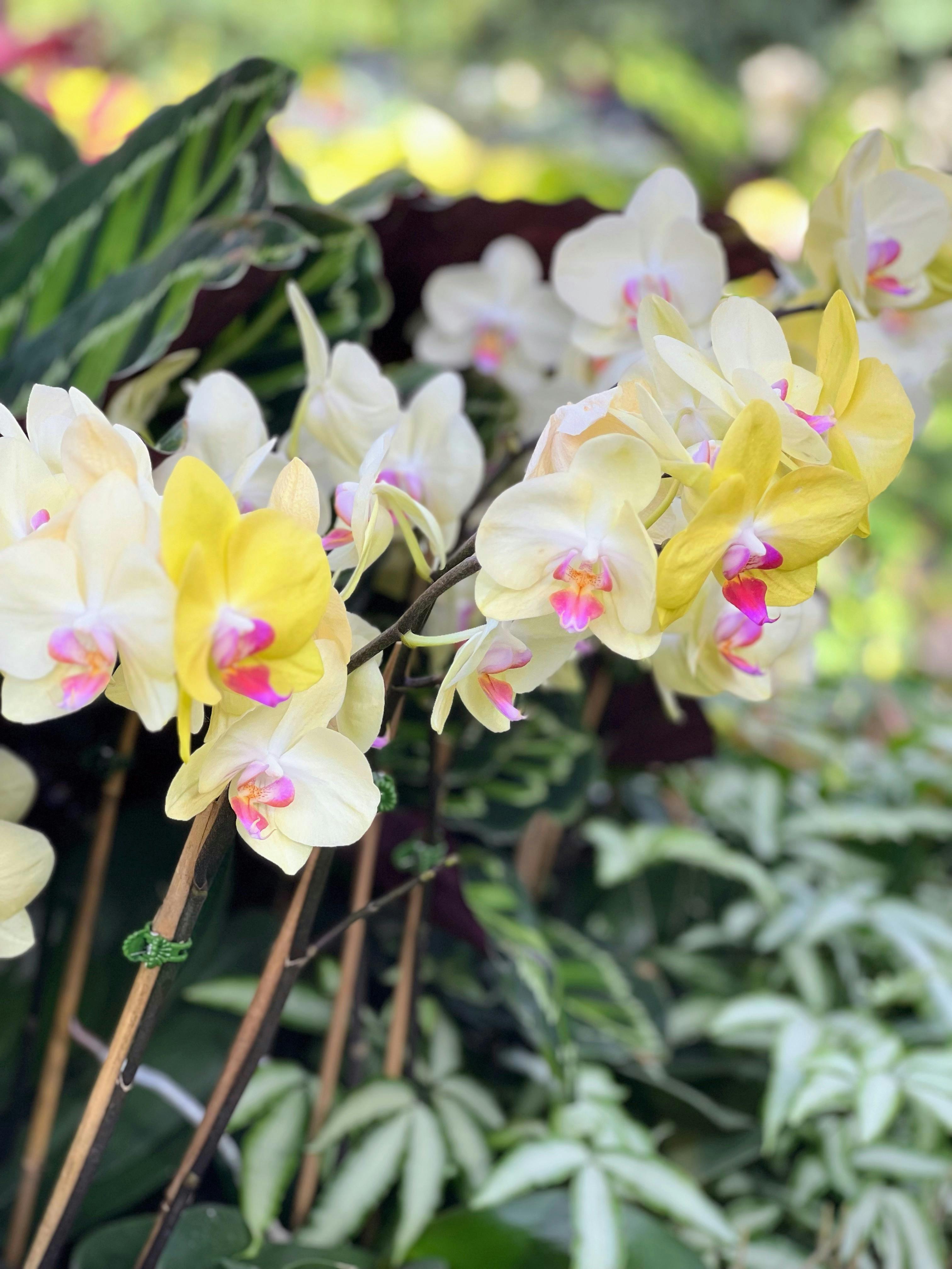 Nad Batayeh - Photography