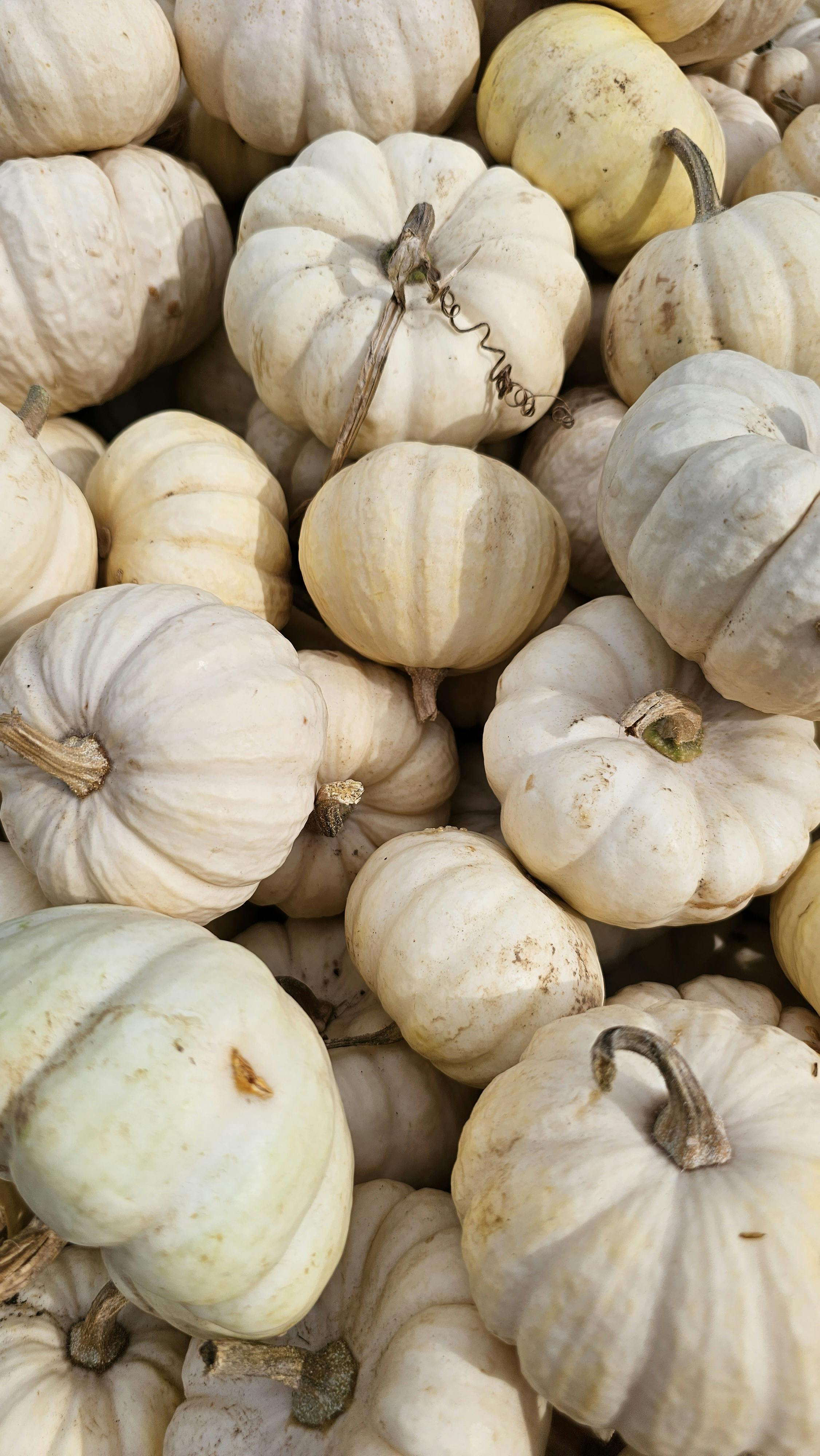 White Pumpkins Photos, Download The BEST Free White Pumpkins Stock ...