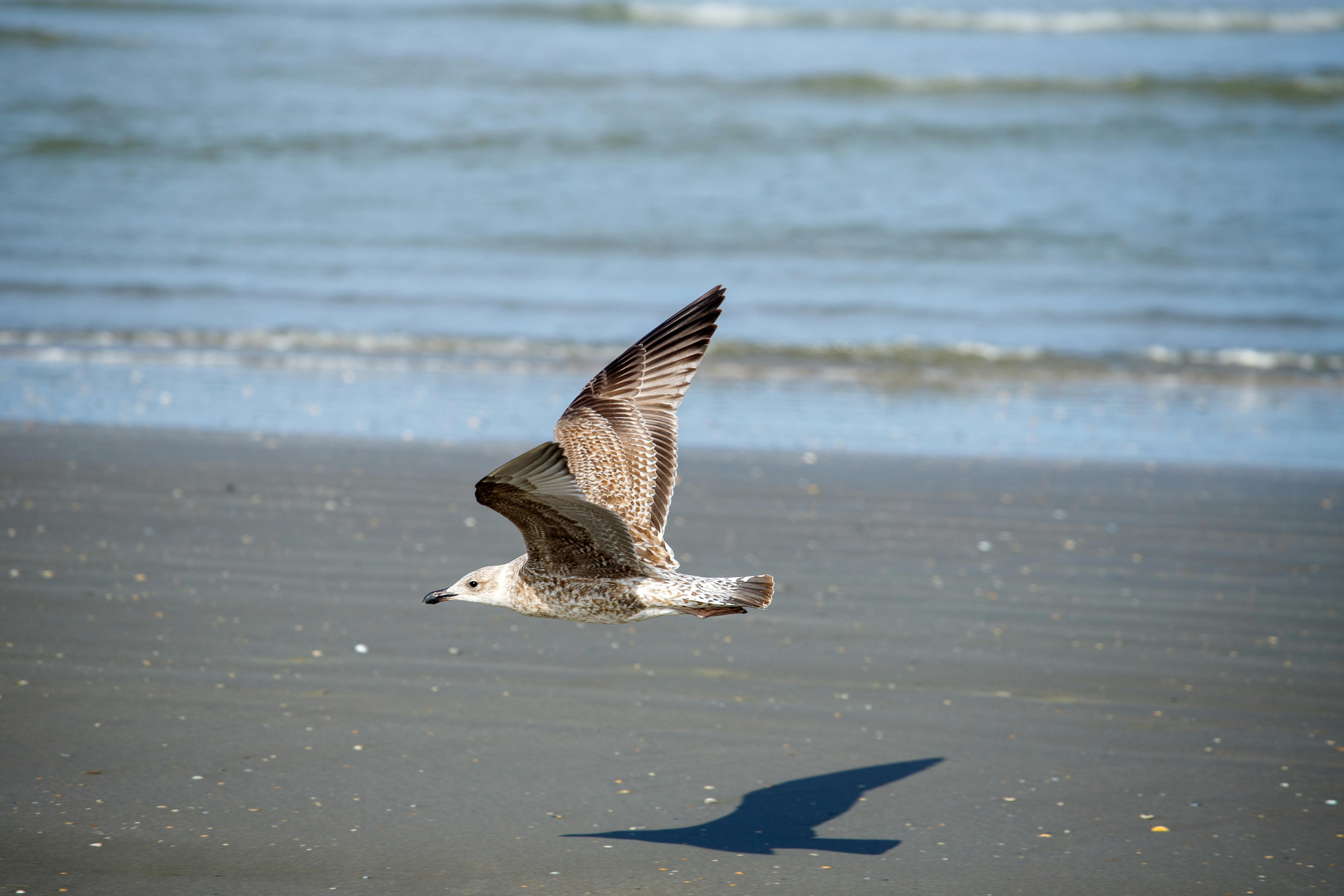 Seagull Flying over Beach · Free Stock Photo