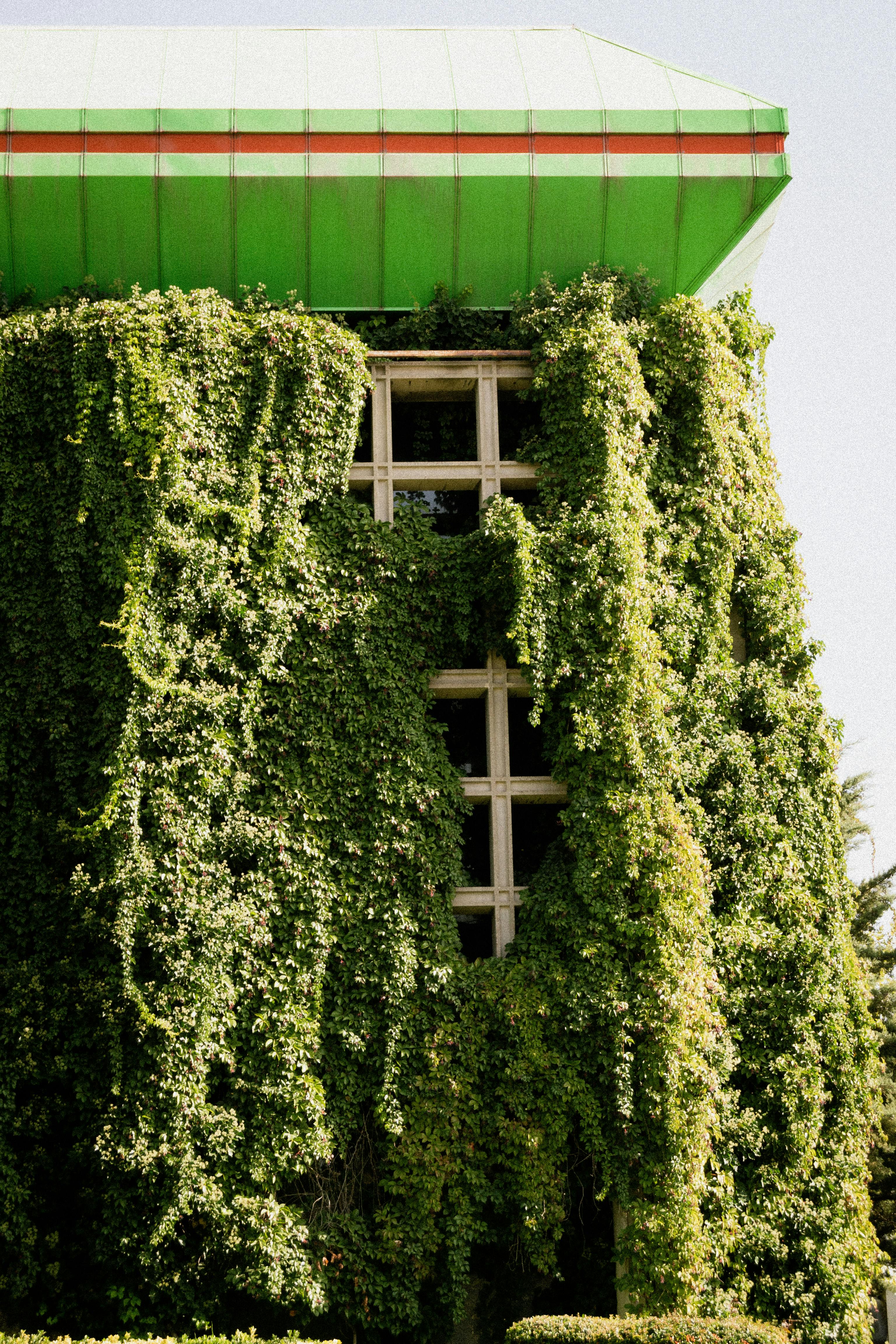 Green Ivy Covering Windows · Free Stock Photo