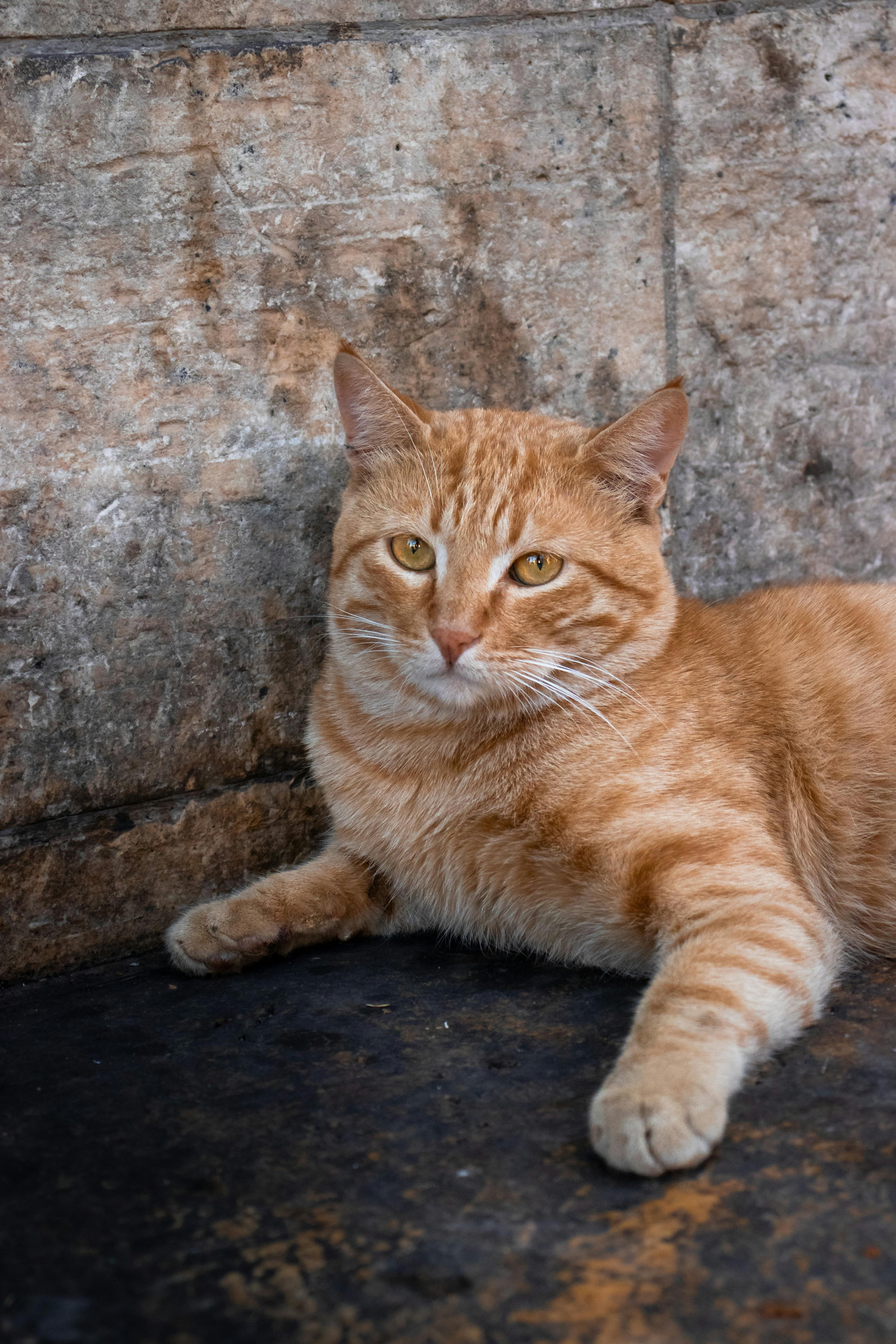 Close-Up Photography of a Cat Lying on Wooden Chair · Free Stock Photo