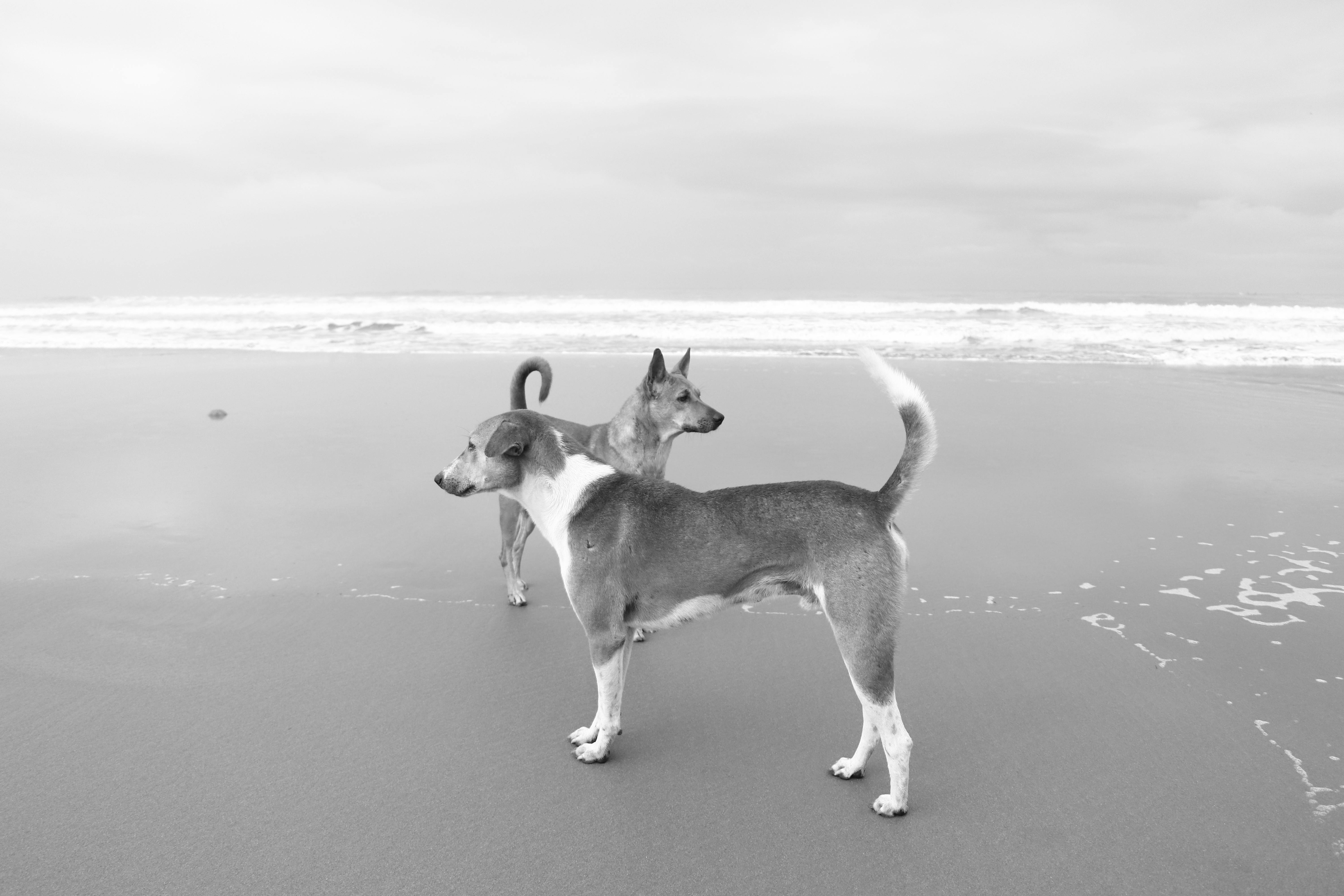 White Dog on the Beach during Sunset · Free Stock Photo