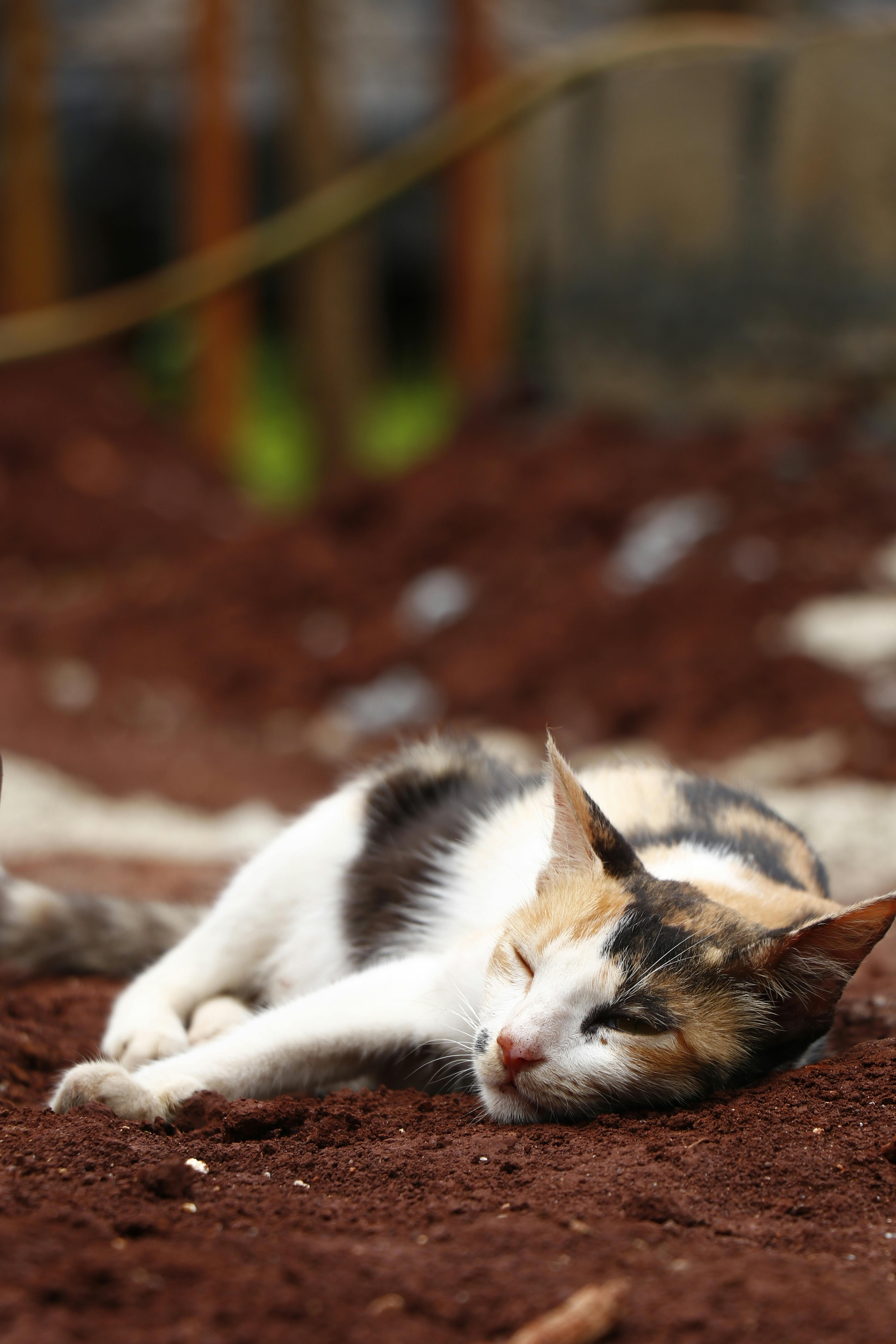 Foto de stock gratuita sobre acostado, afecto, al aire libre, animal ...