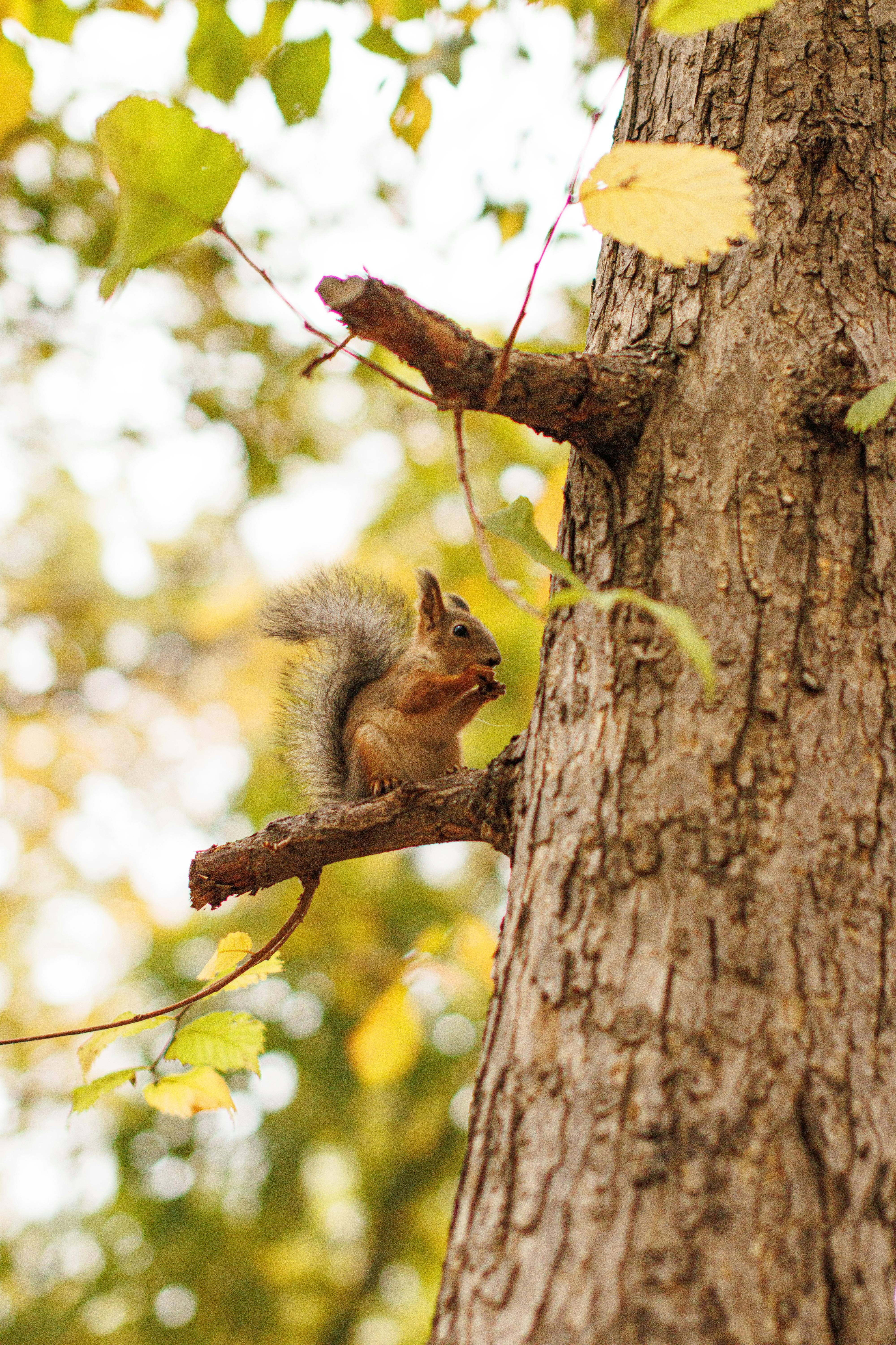 Autumn Squirrel Photos, Download The BEST Free Autumn Squirrel Stock ...