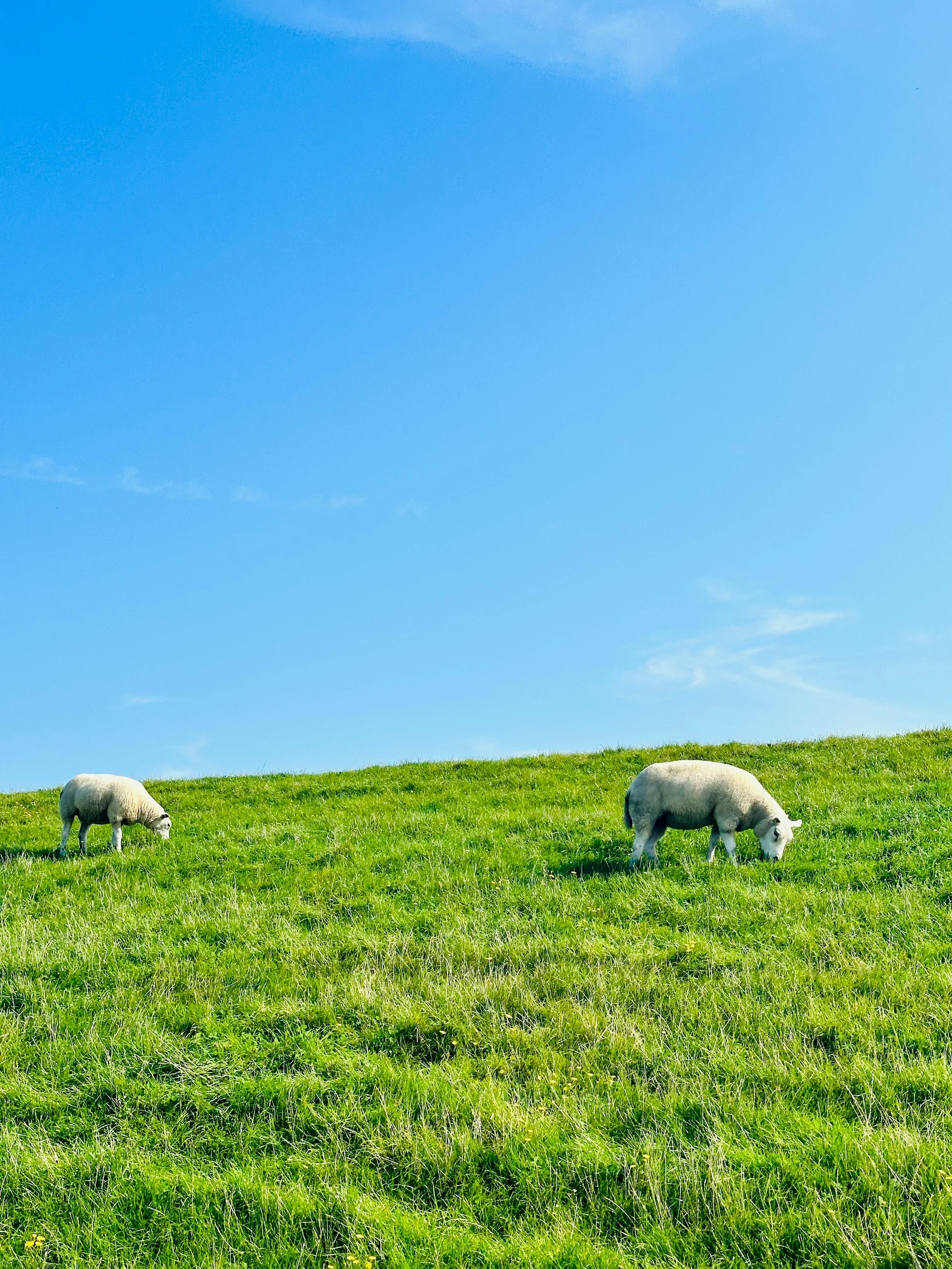 Beige Sheep on Green Grass Field Under Gray Sky · Free Stock Photo