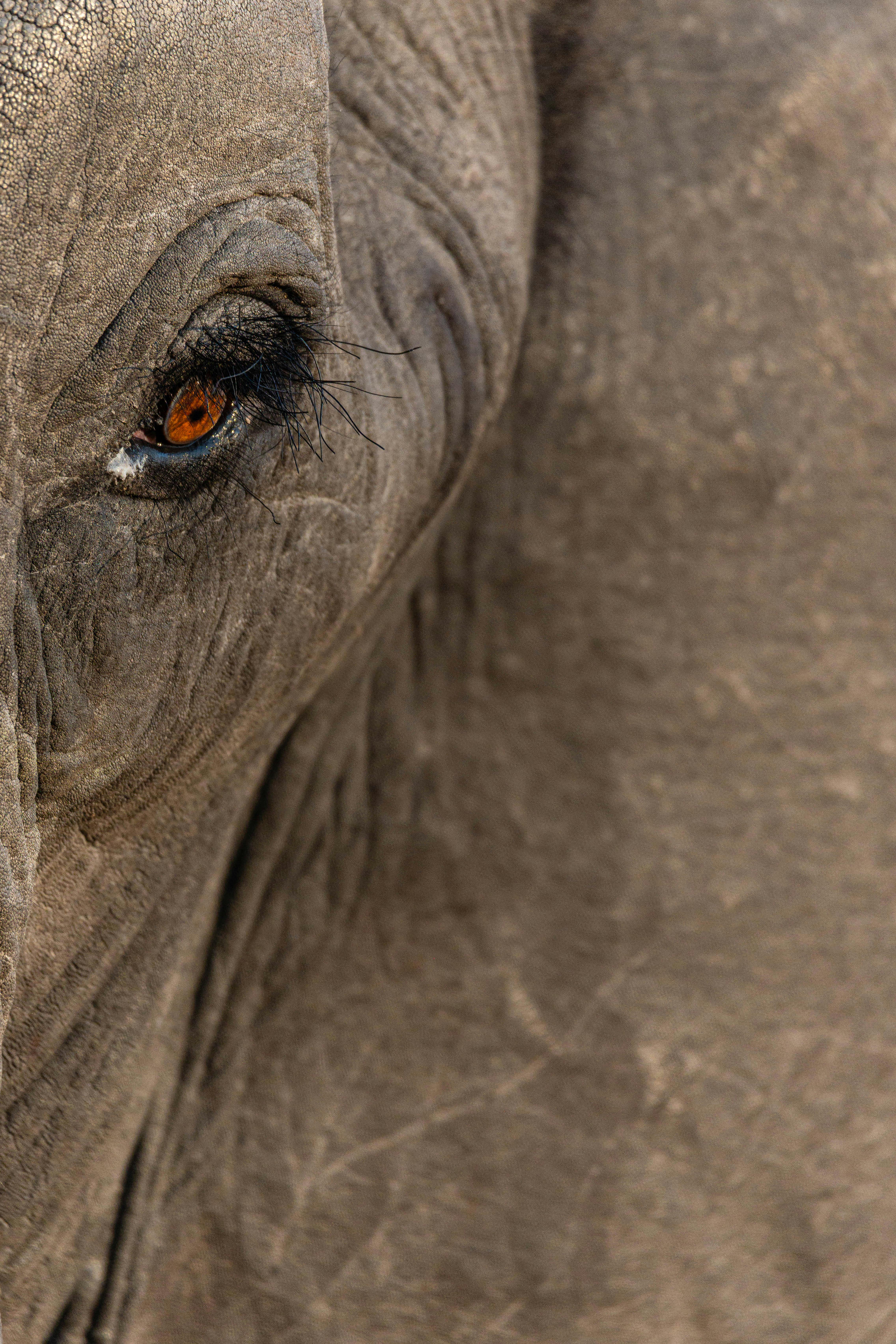 Cyprus Dwarf Elephant Photos, Download The BEST Free Cyprus Dwarf ...