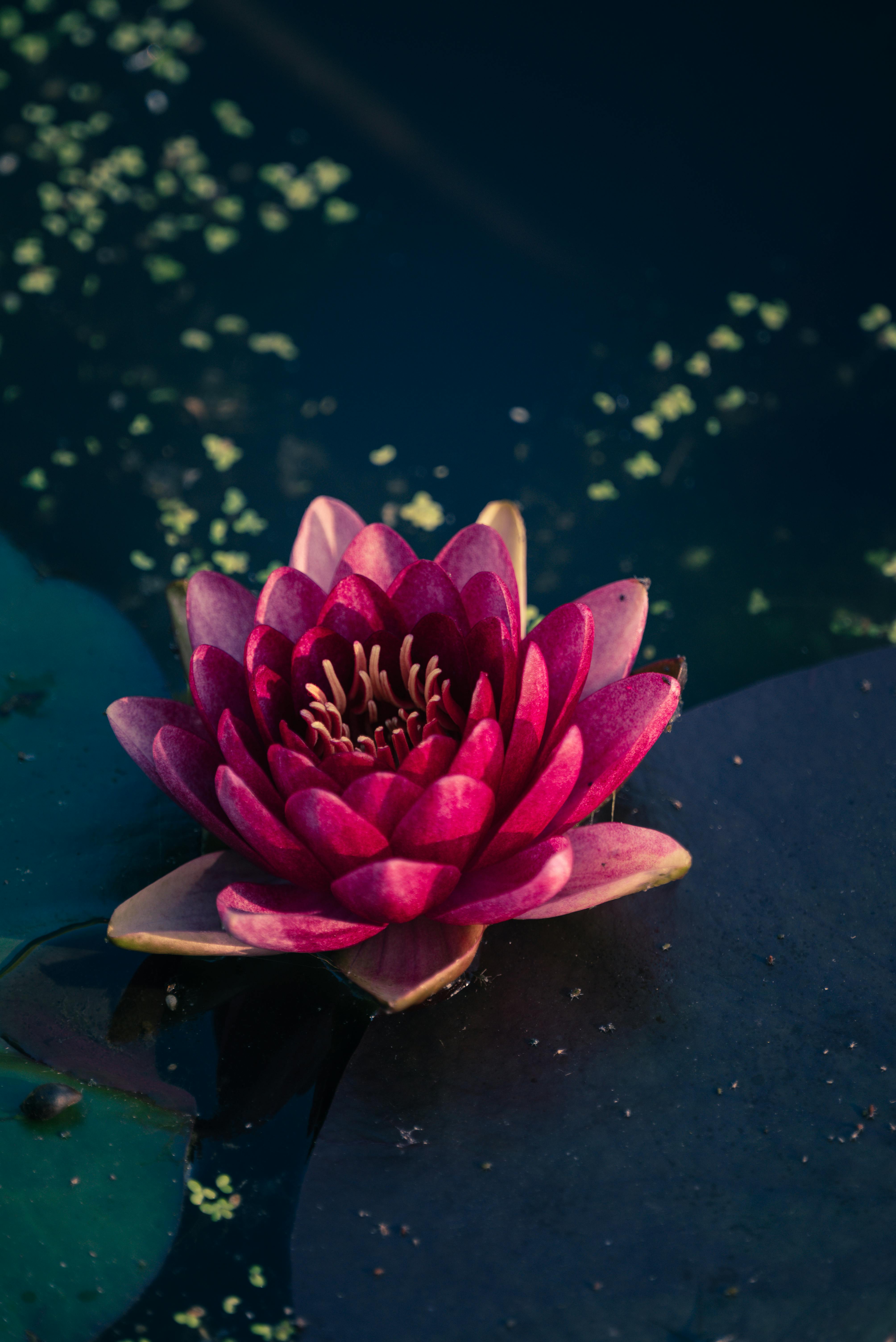 Ping Blooming Lotus Flower · Free Stock Photo