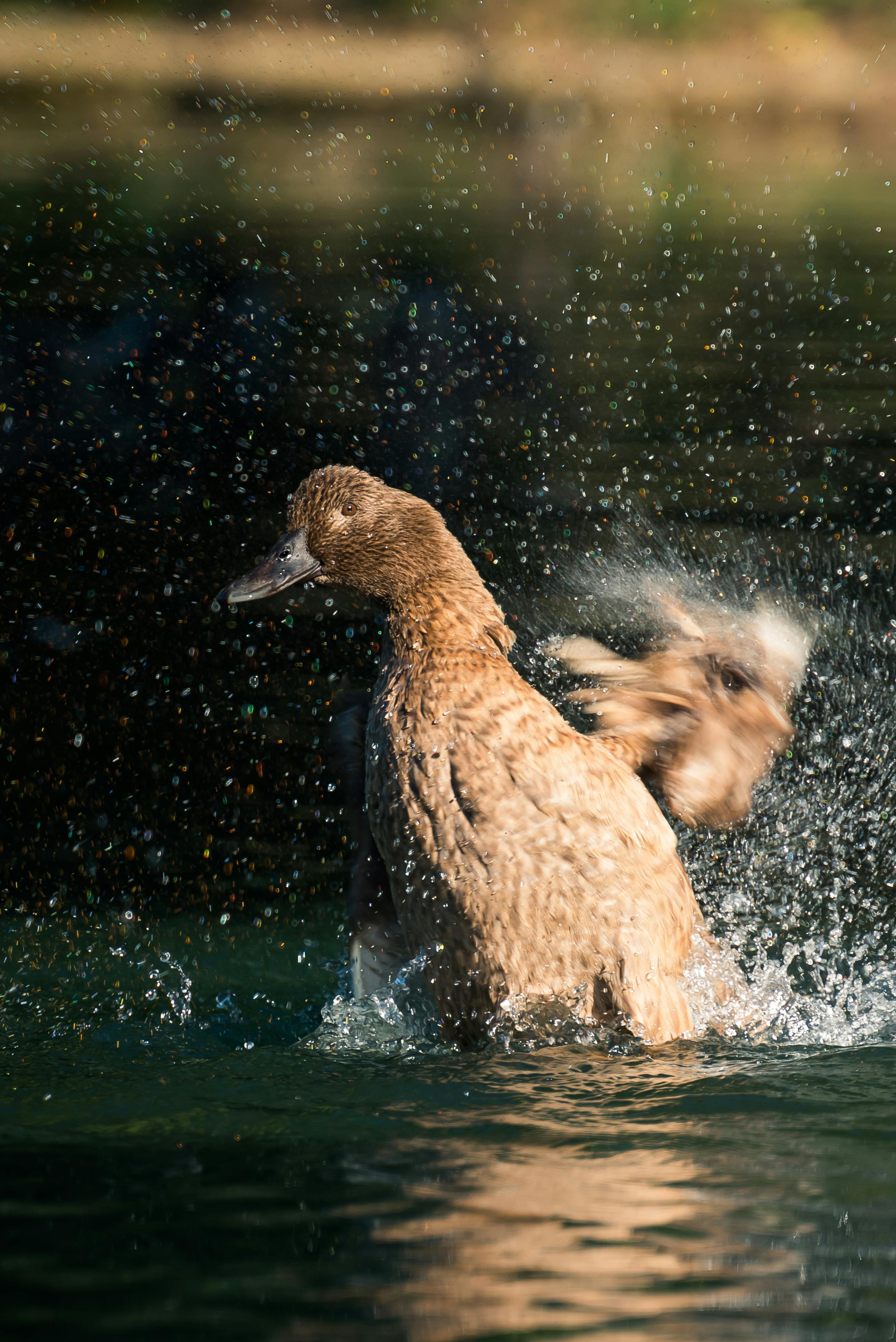 Duck Splashing Water · Free Stock Photo
