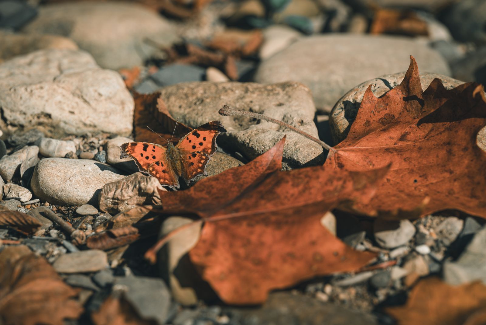 Brown Butterfly Photos, Download The BEST Free Brown Butterfly Stock ...