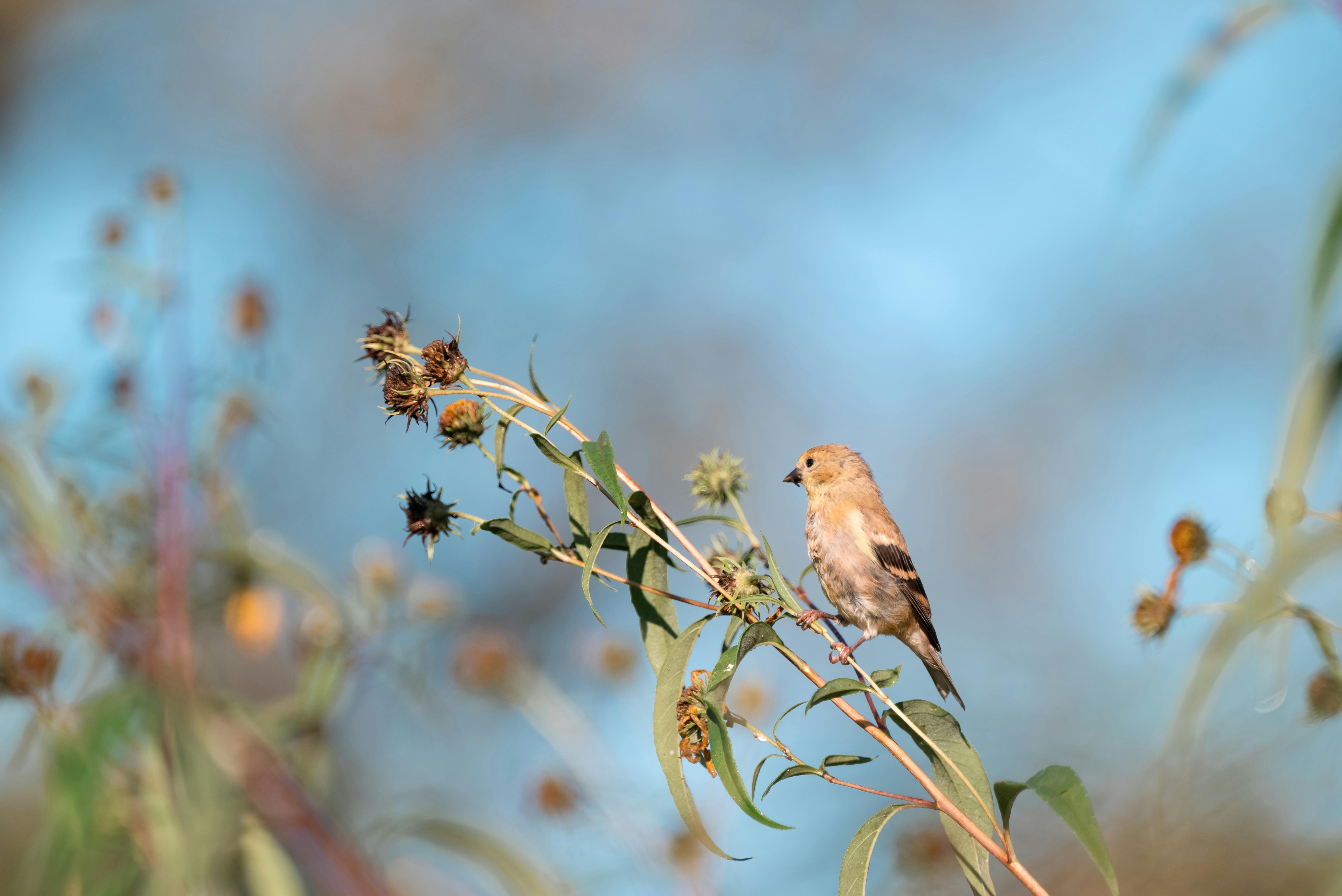 Bird Team Photos, Download The BEST Free Bird Team Stock Photos & HD Images