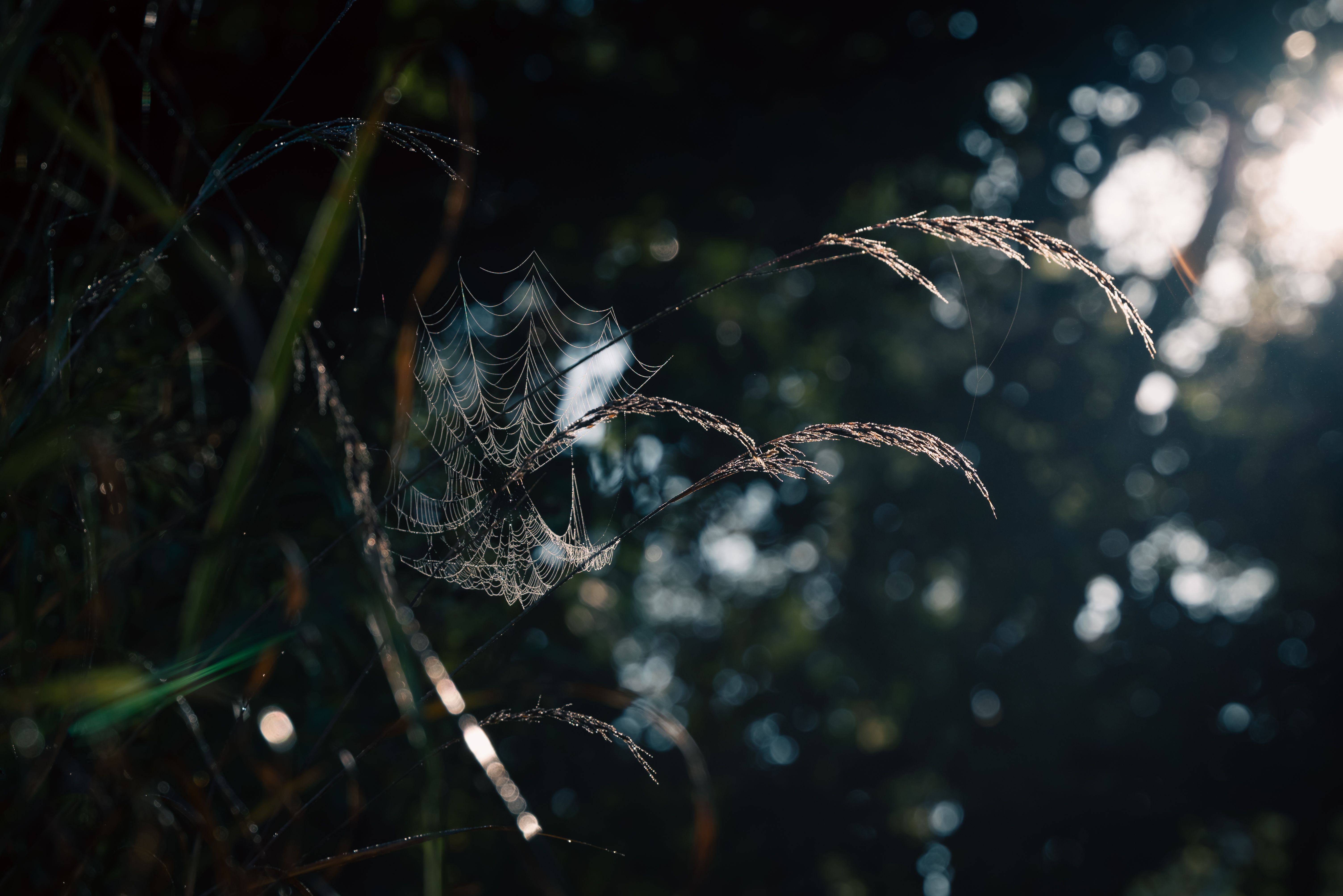 Foto de stock gratuita sobre al aire libre, arácnido, belleza, belleza ...