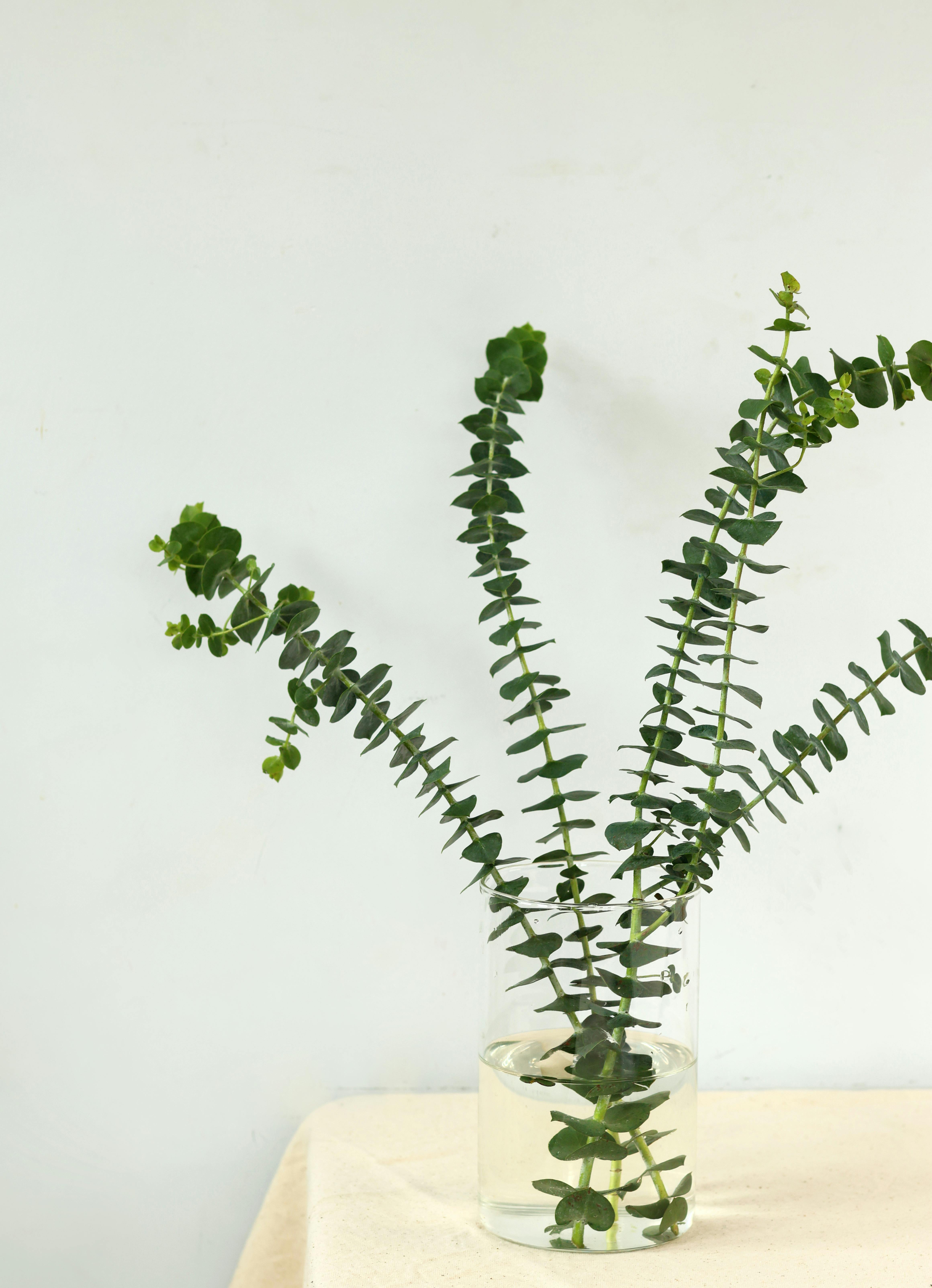 Decorative Leaves in Vase on Table · Free Stock Photo