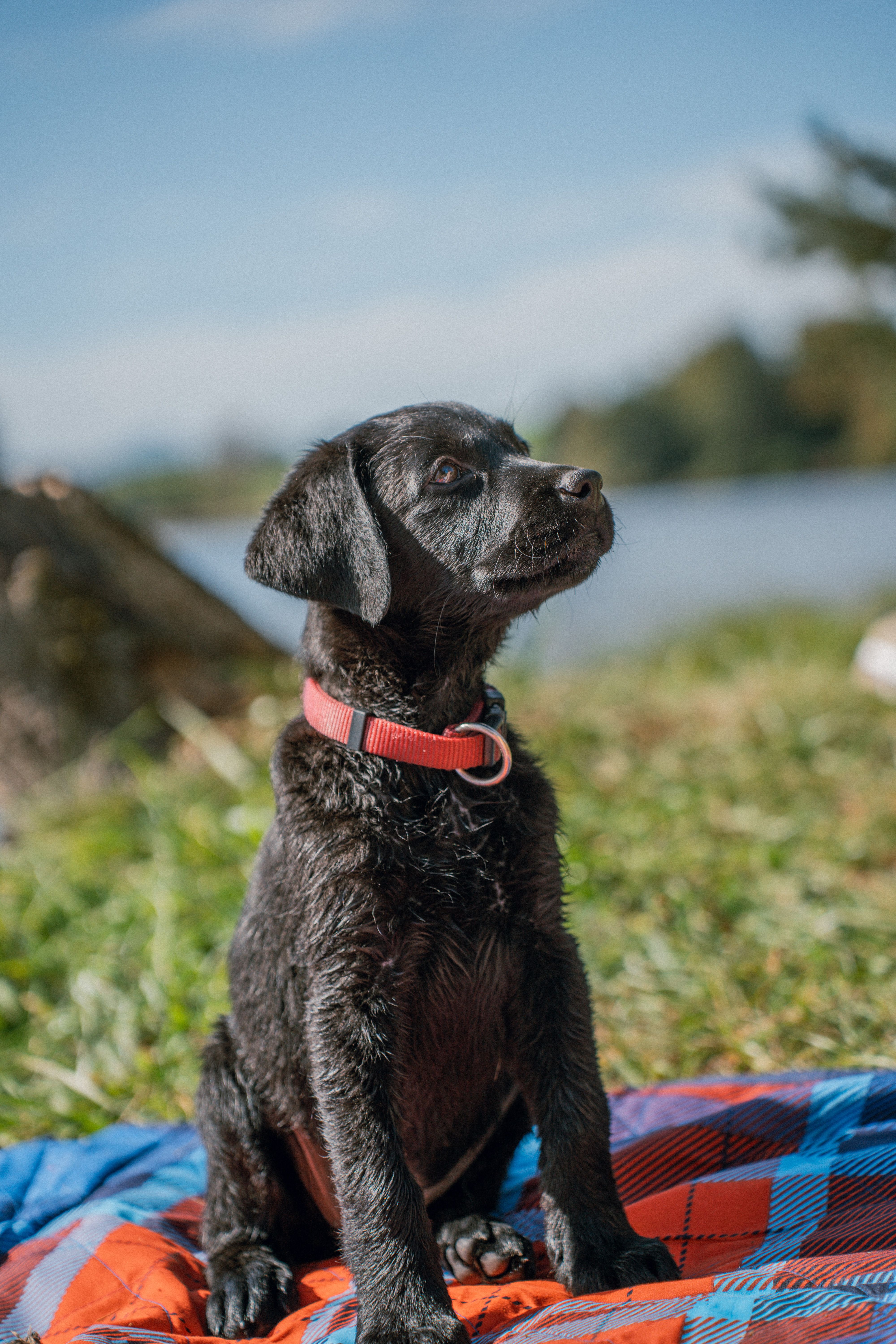 A Puppy with a Red Collar Sitting on a Blanket on the Grass · Free ...