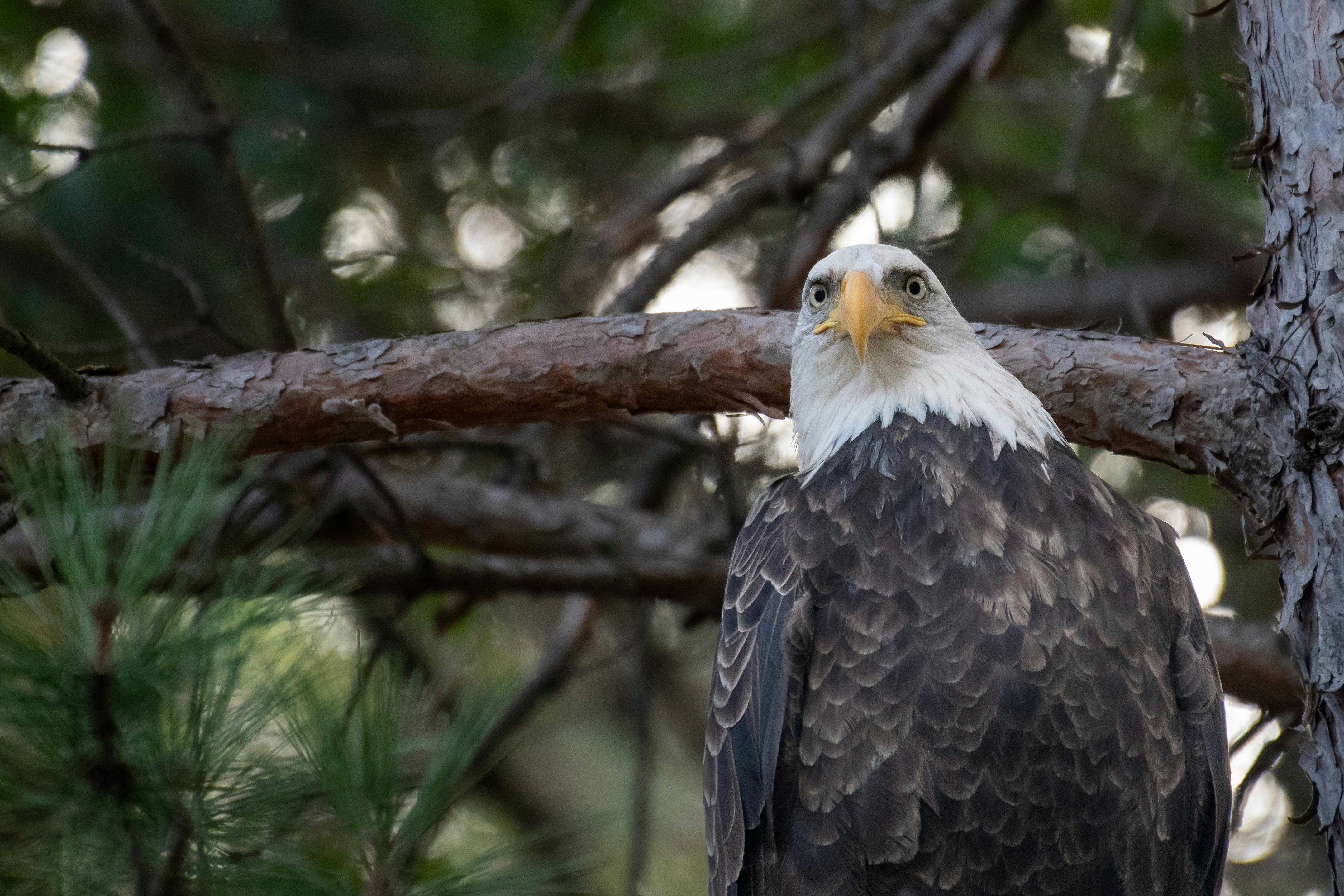 Bald Eagle in Nature · Free Stock Photo