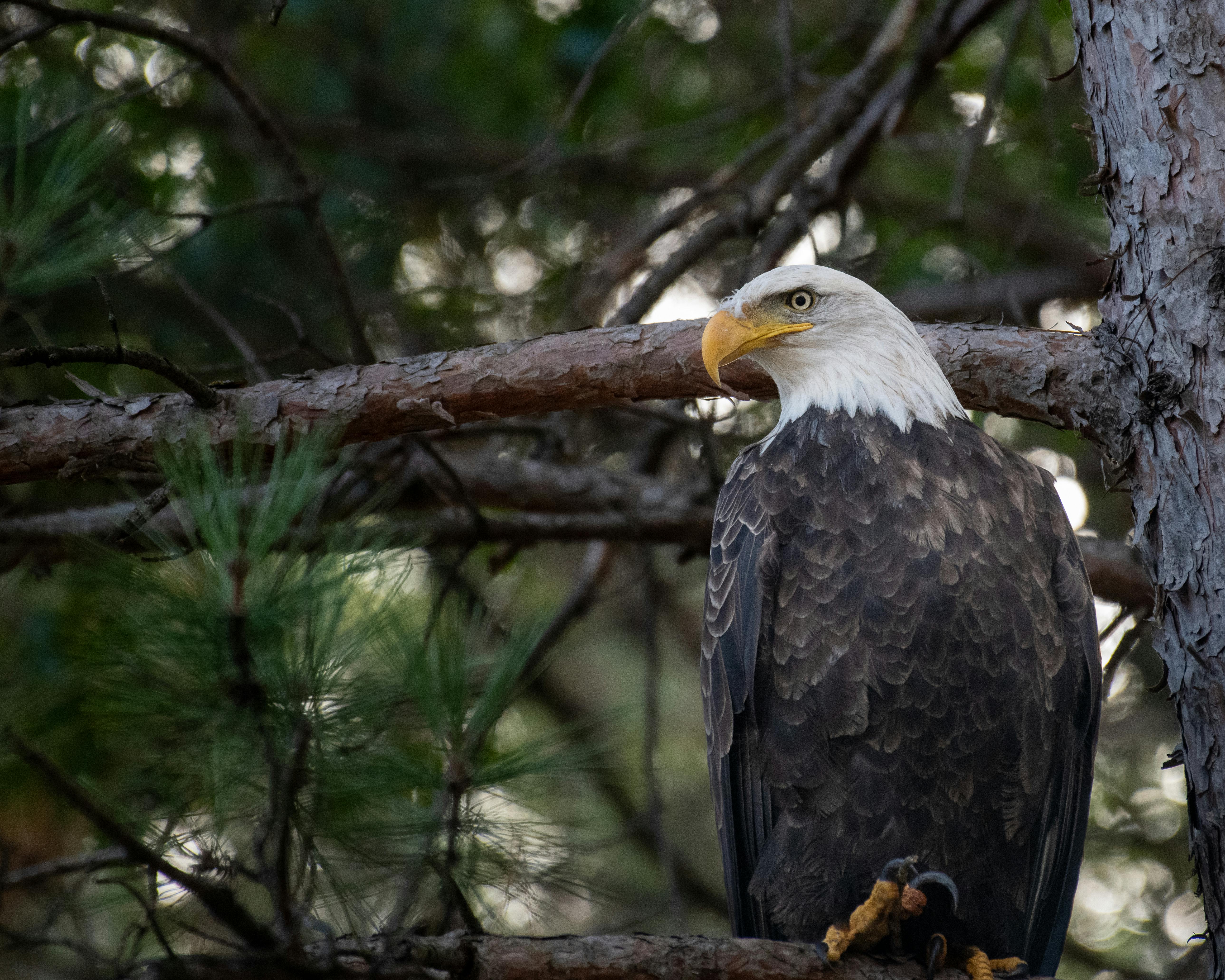 Elang Botak · Free Stock Photo