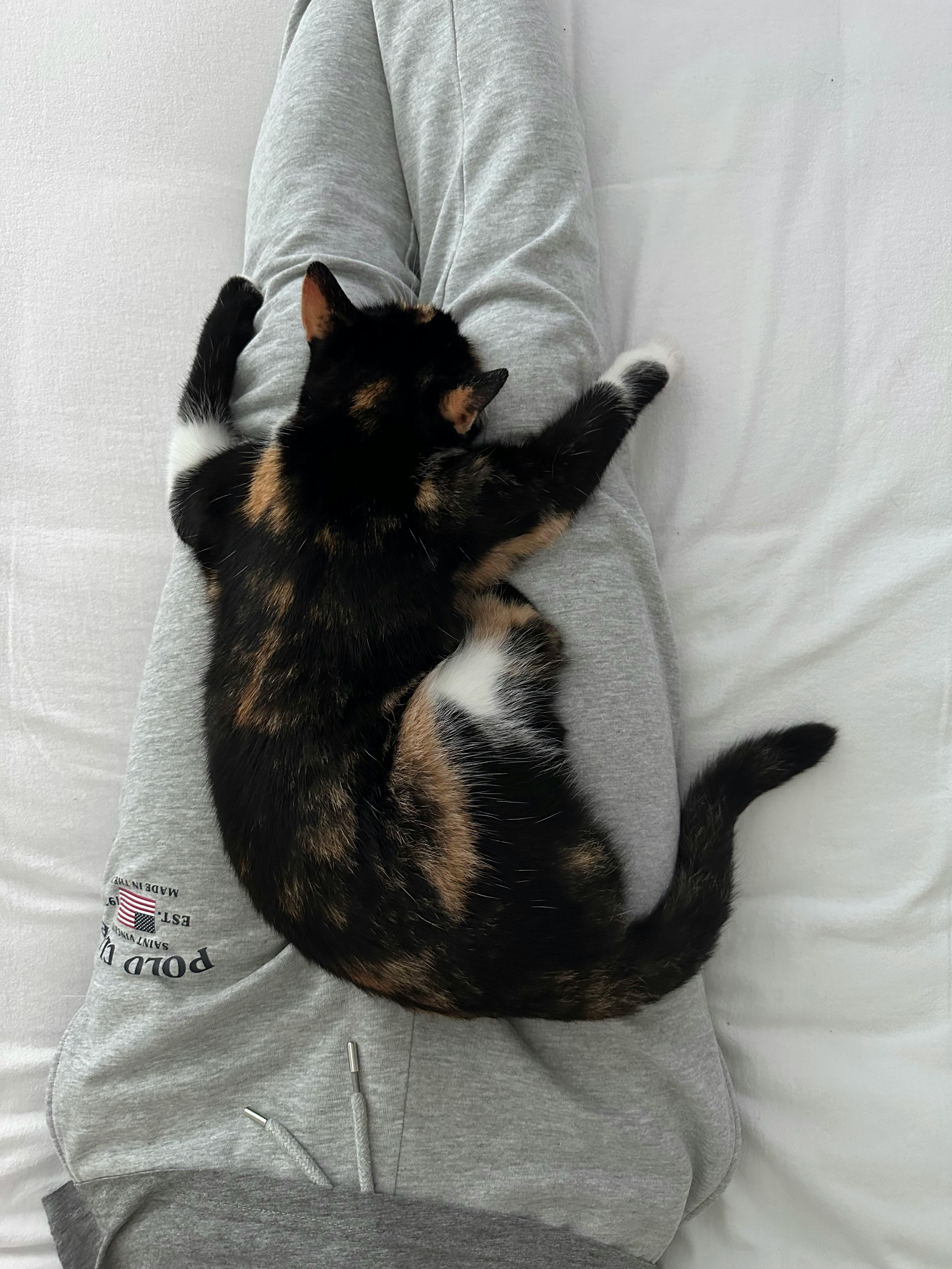 Cat Top View Photos, Download The BEST Free Cat Top View Stock Photos ...