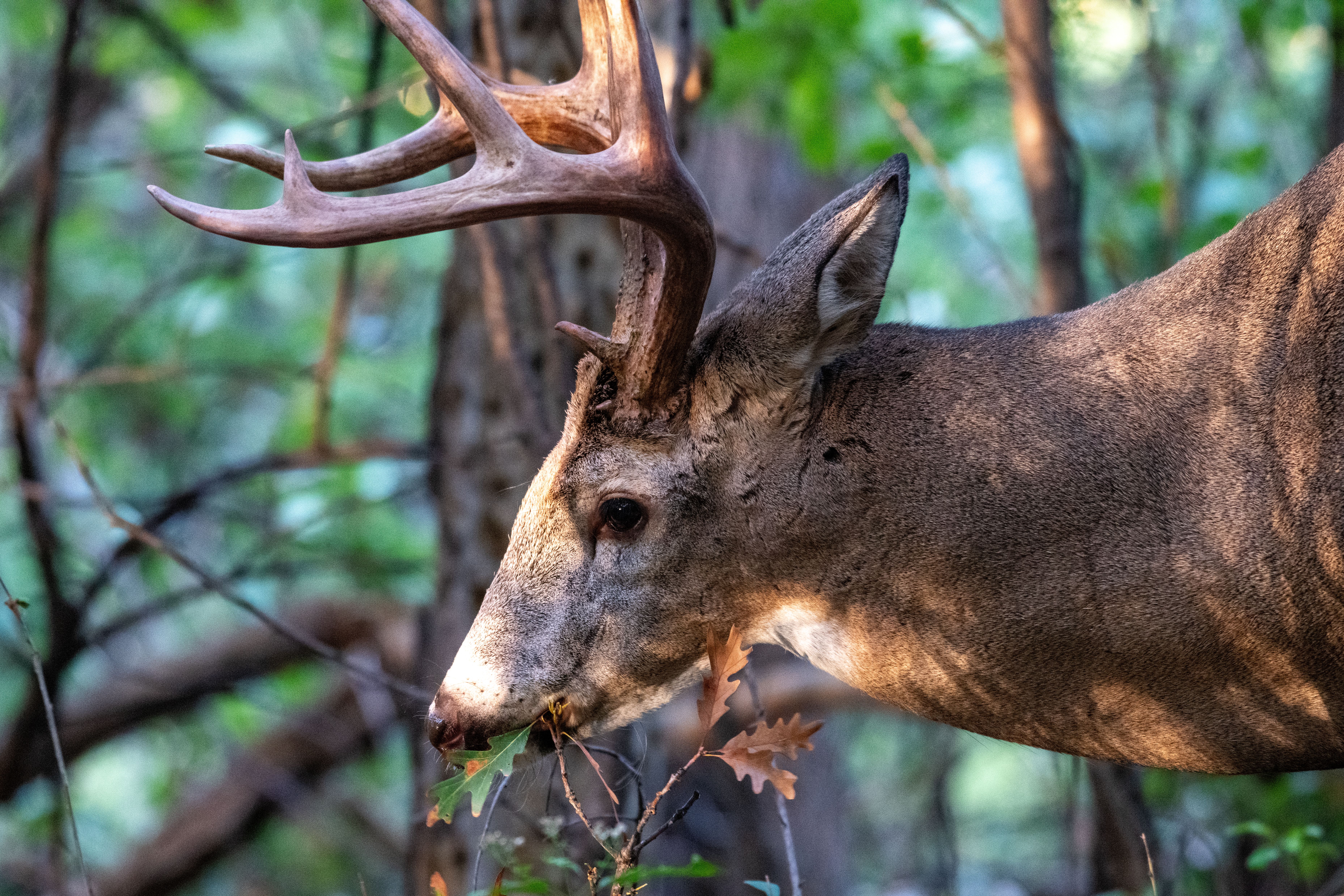 Close-up of a White-tailed Deer in a Forest · Free Stock Photo
