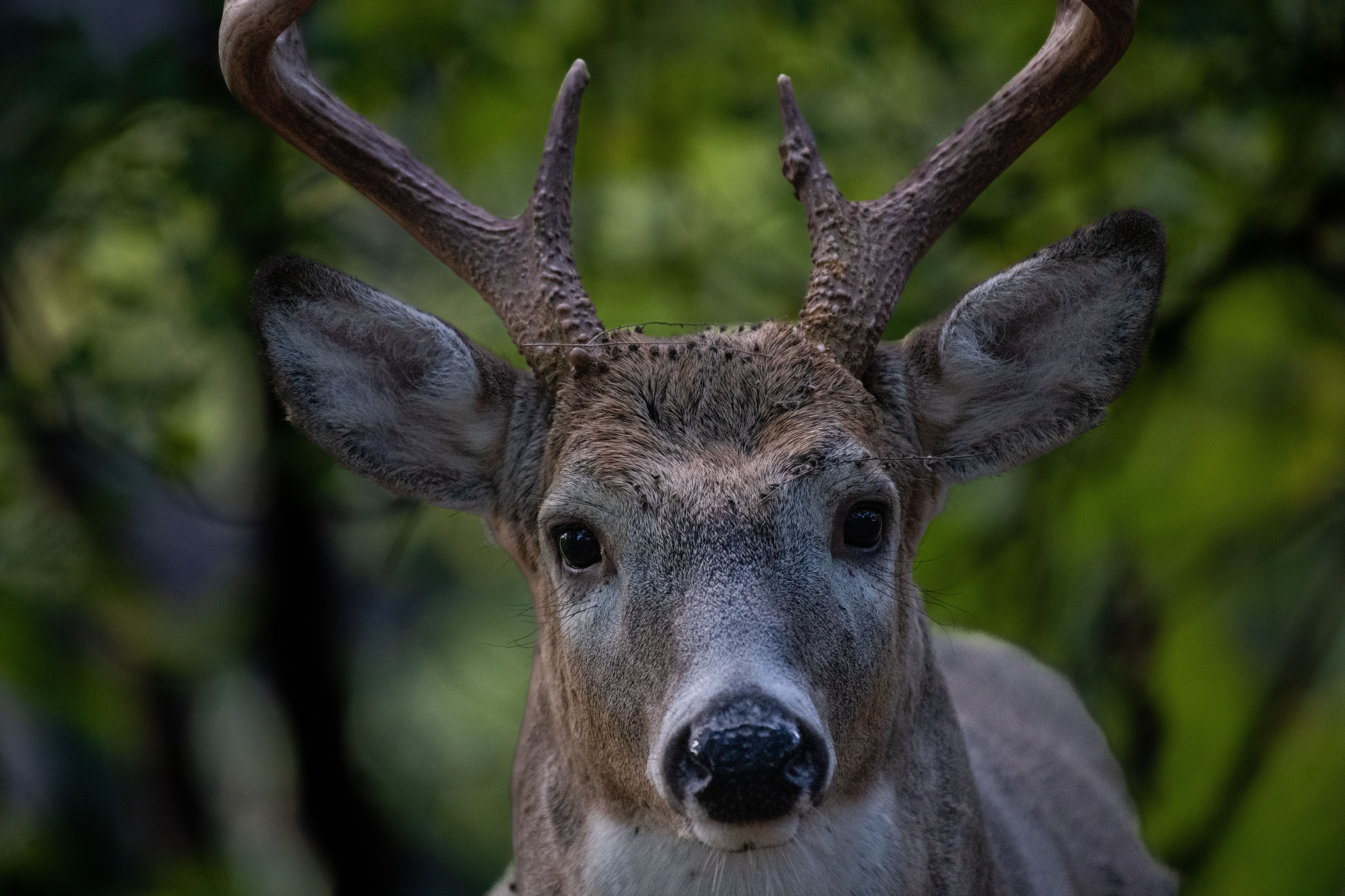 Deer Looking Backwards · Free Stock Photo