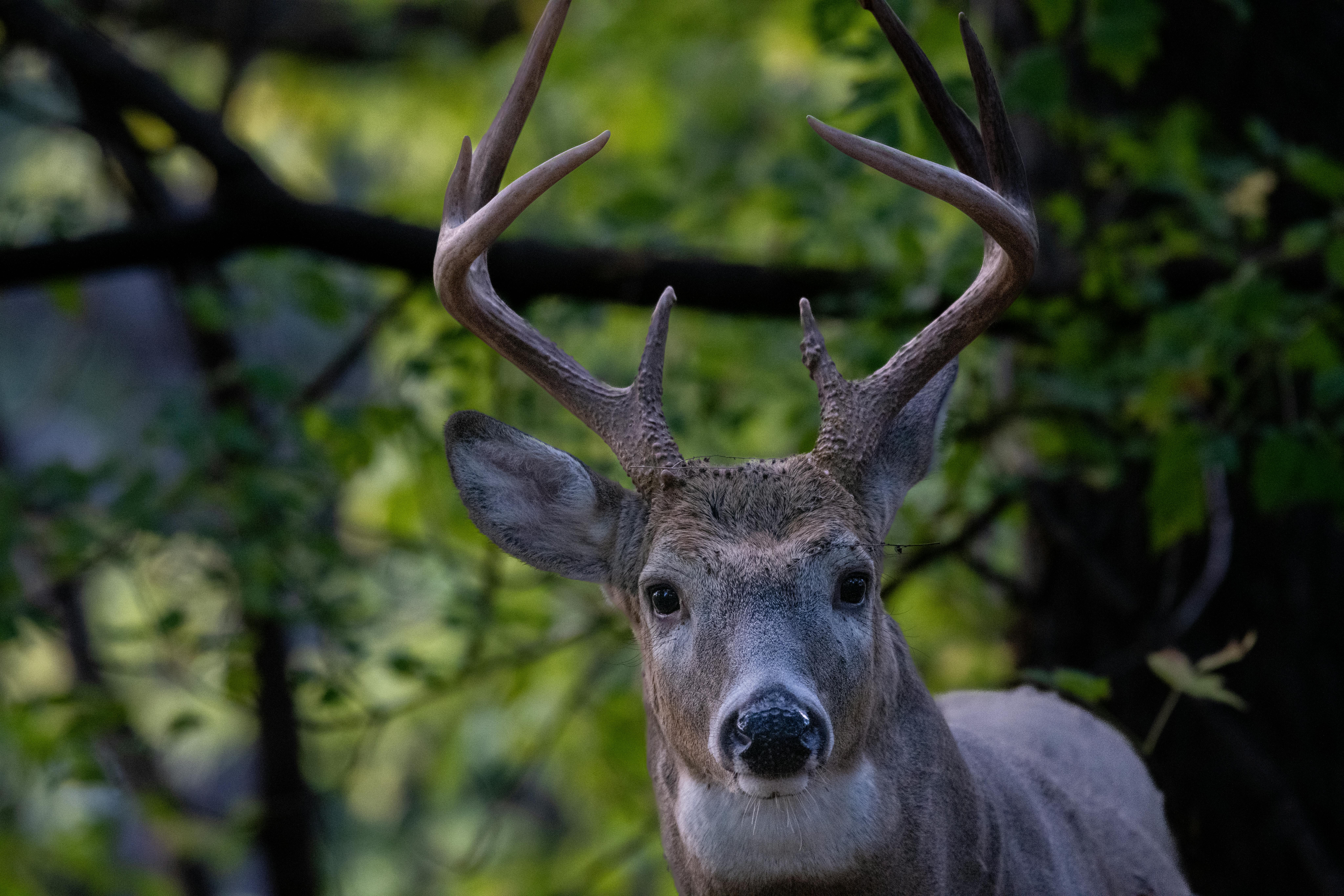 Deer Looking Backwards · Free Stock Photo