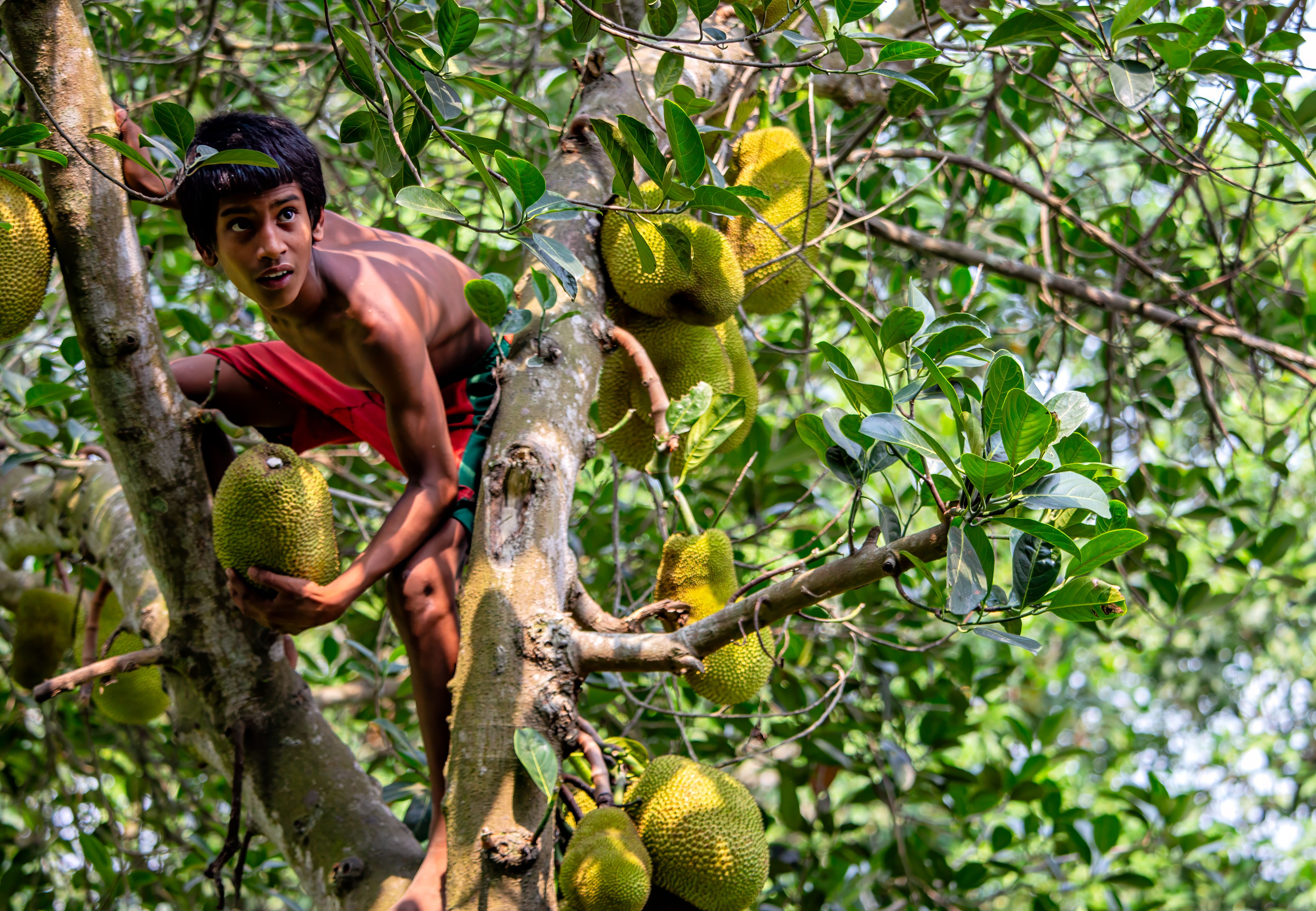 Jackfruit Canopy Photos, Download The BEST Free Jackfruit Canopy Stock ...
