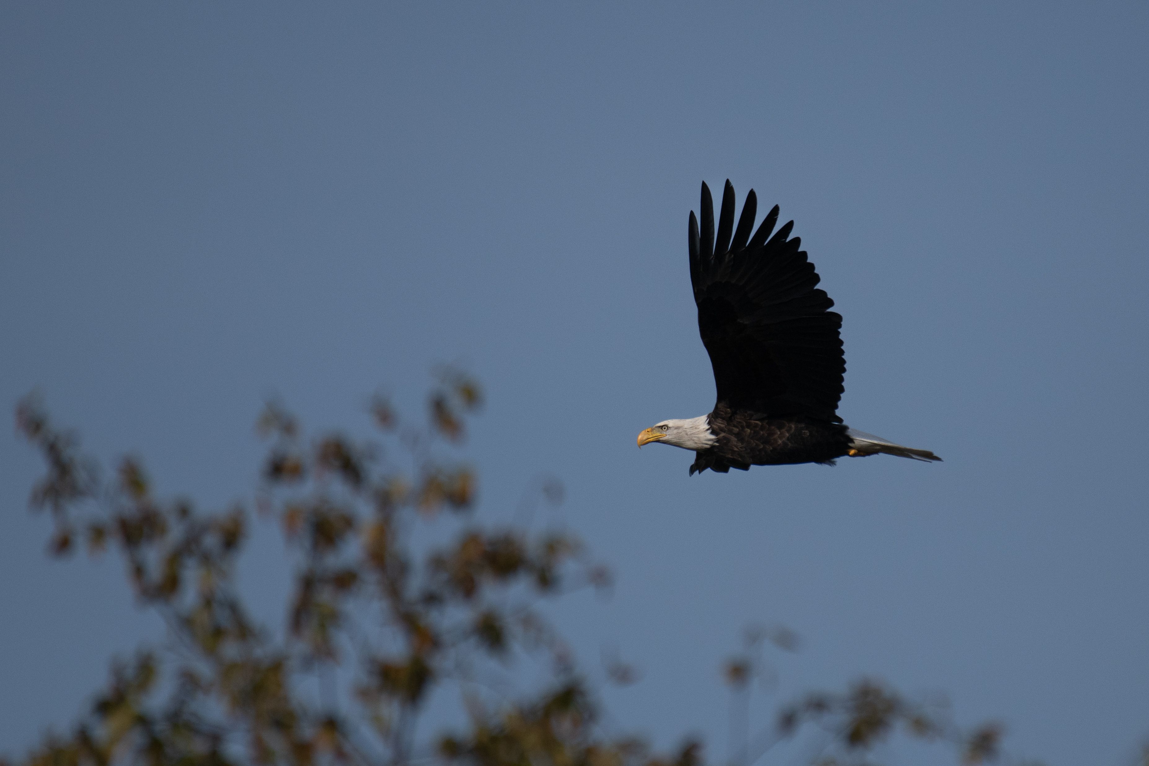Bald Eagle Soaring In The Sky · Free Stock Photo