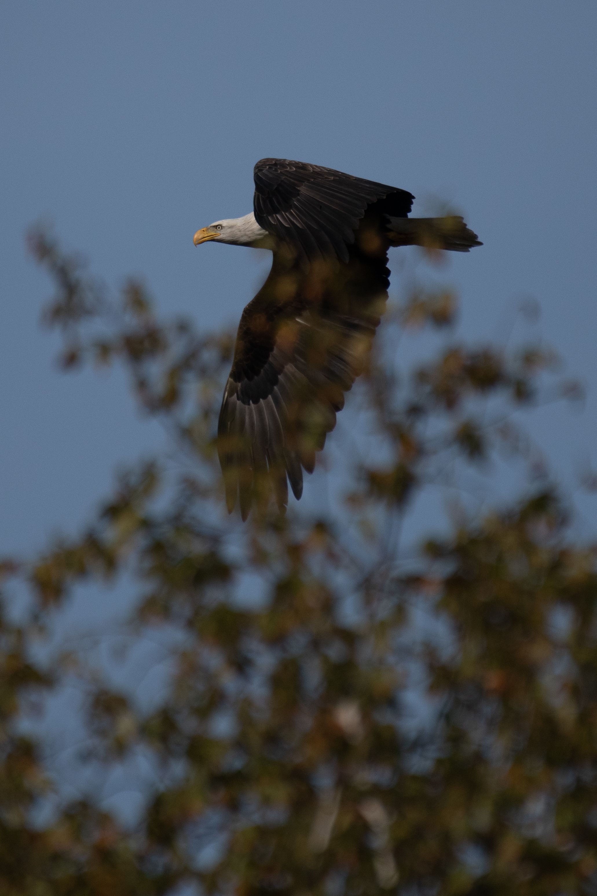 A bald eagle flying over a tree with leaves · Free Stock Photo