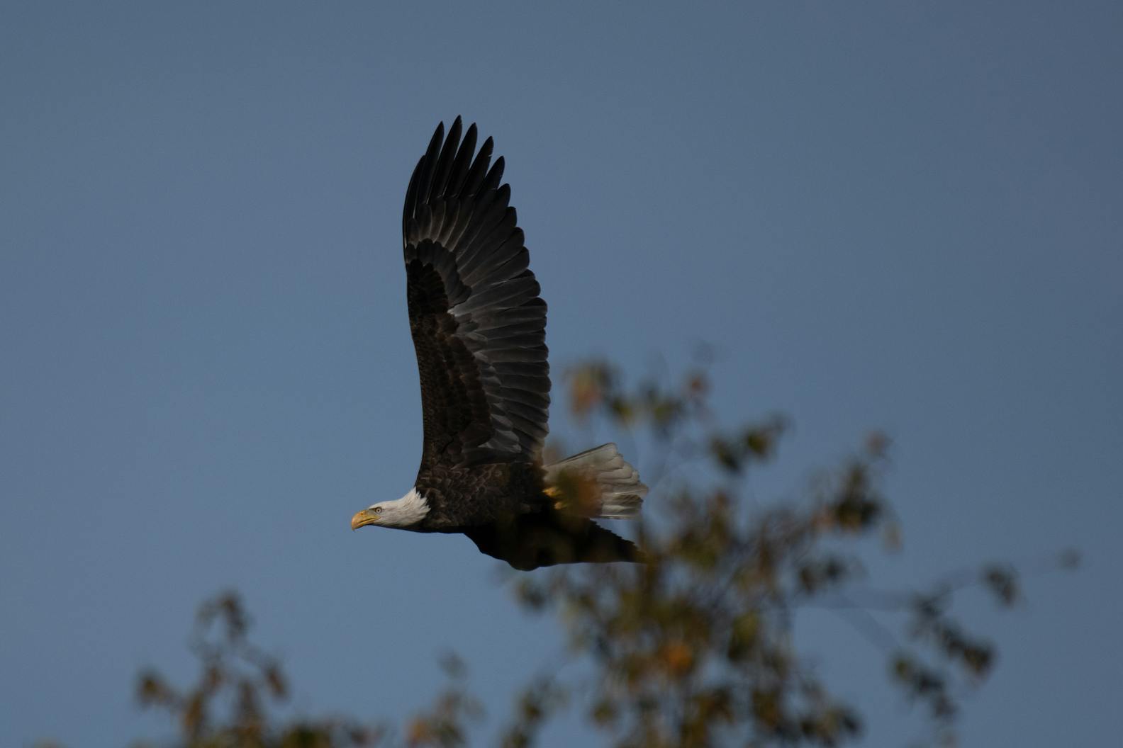 What Does the American Bald Eagle Symbolize in US Culture