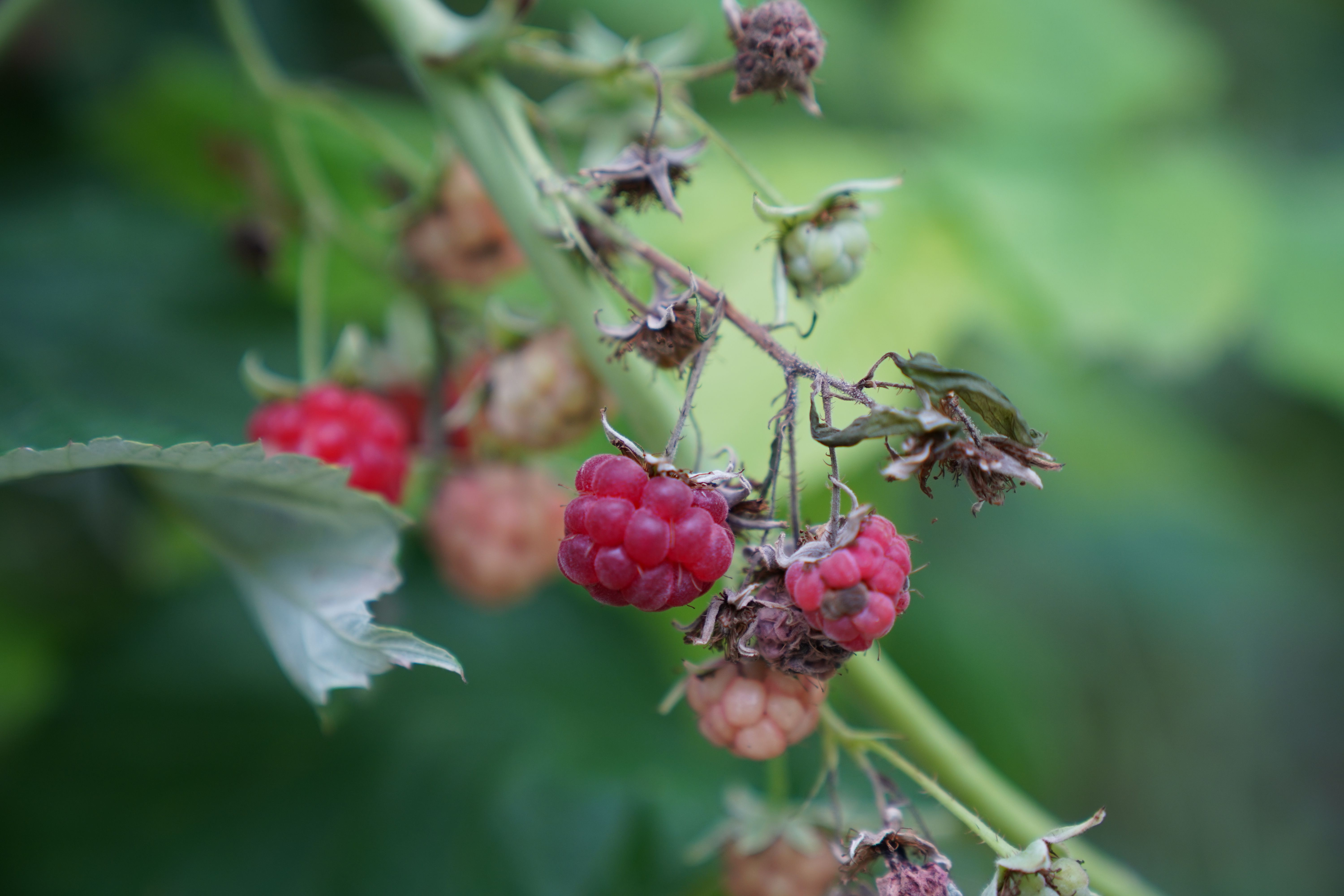 Red Round Fruit · Free Stock Photo