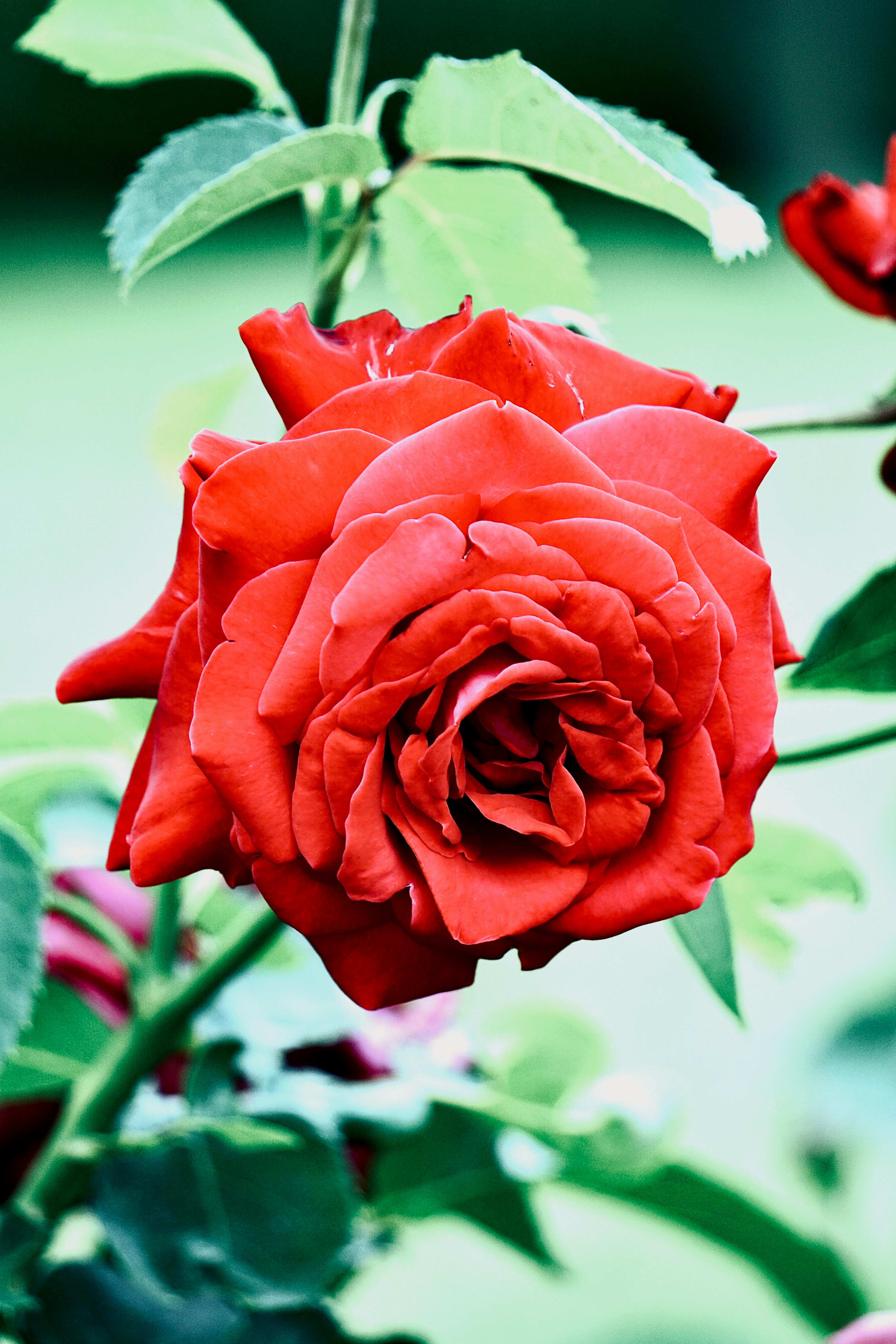 Beautiful Red Rose · Free Stock Photo