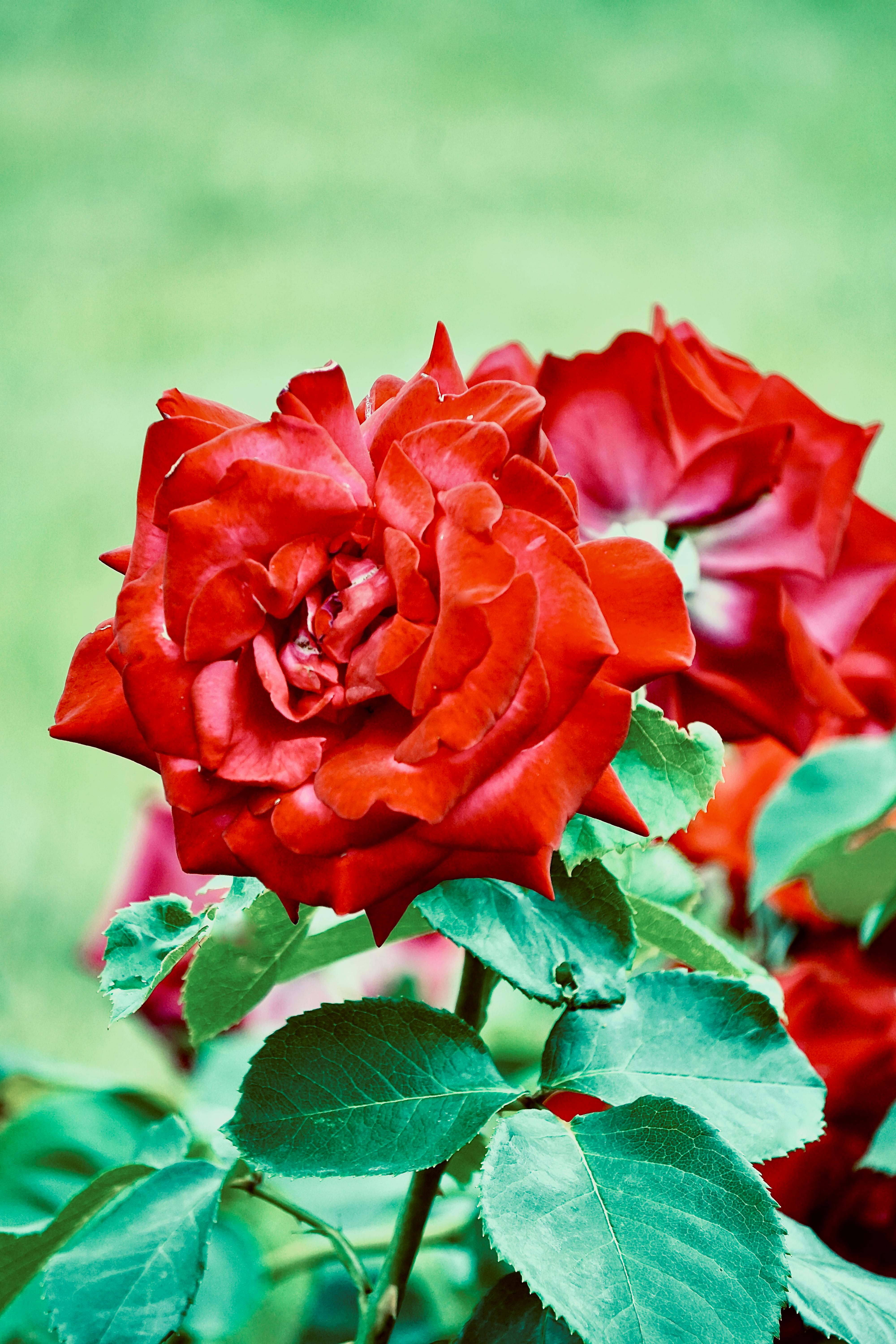 Garden Roses Photos, Download The BEST Free Garden Roses Stock Photos ...