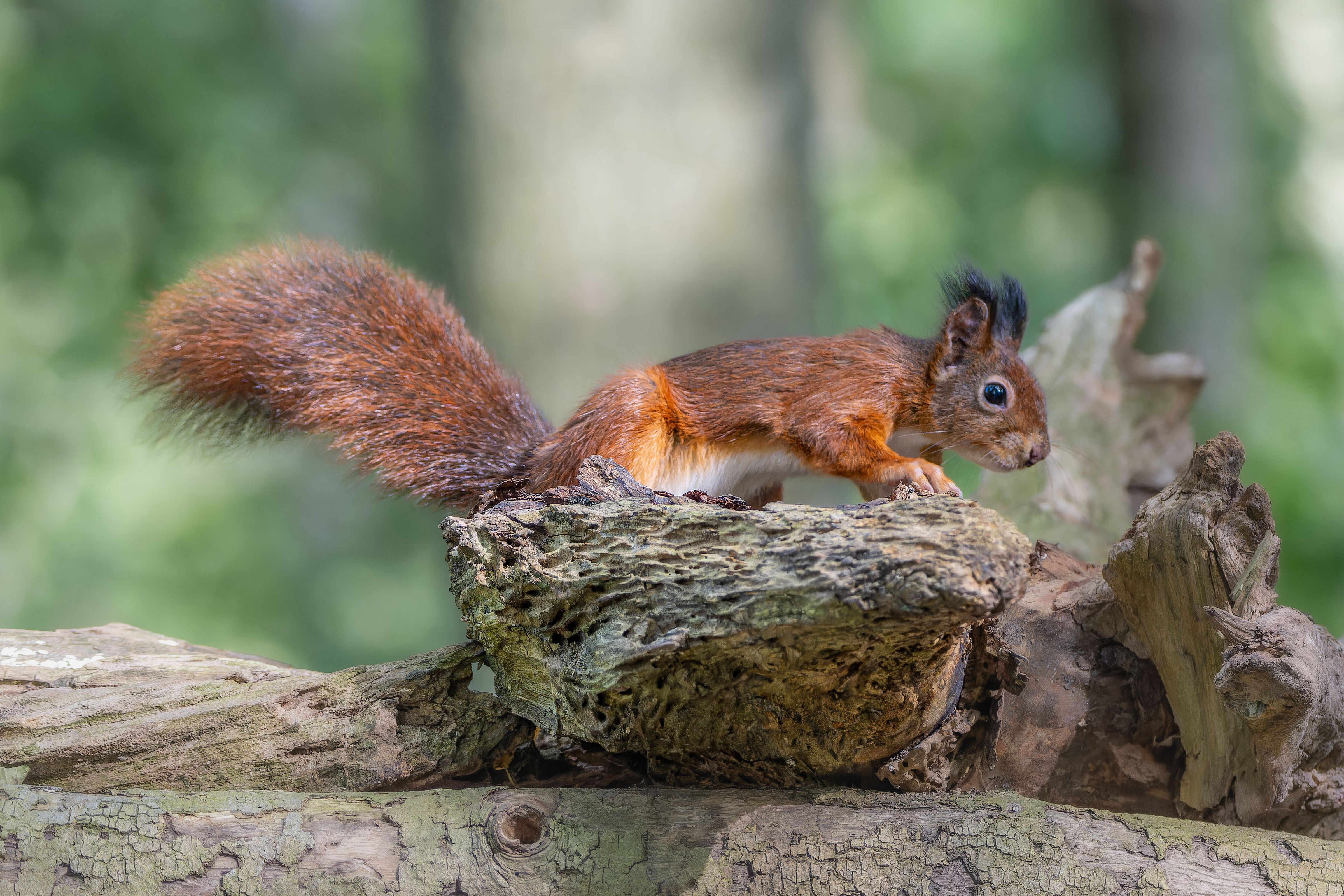 A red squirrel on a log in the woods · Free Stock Photo