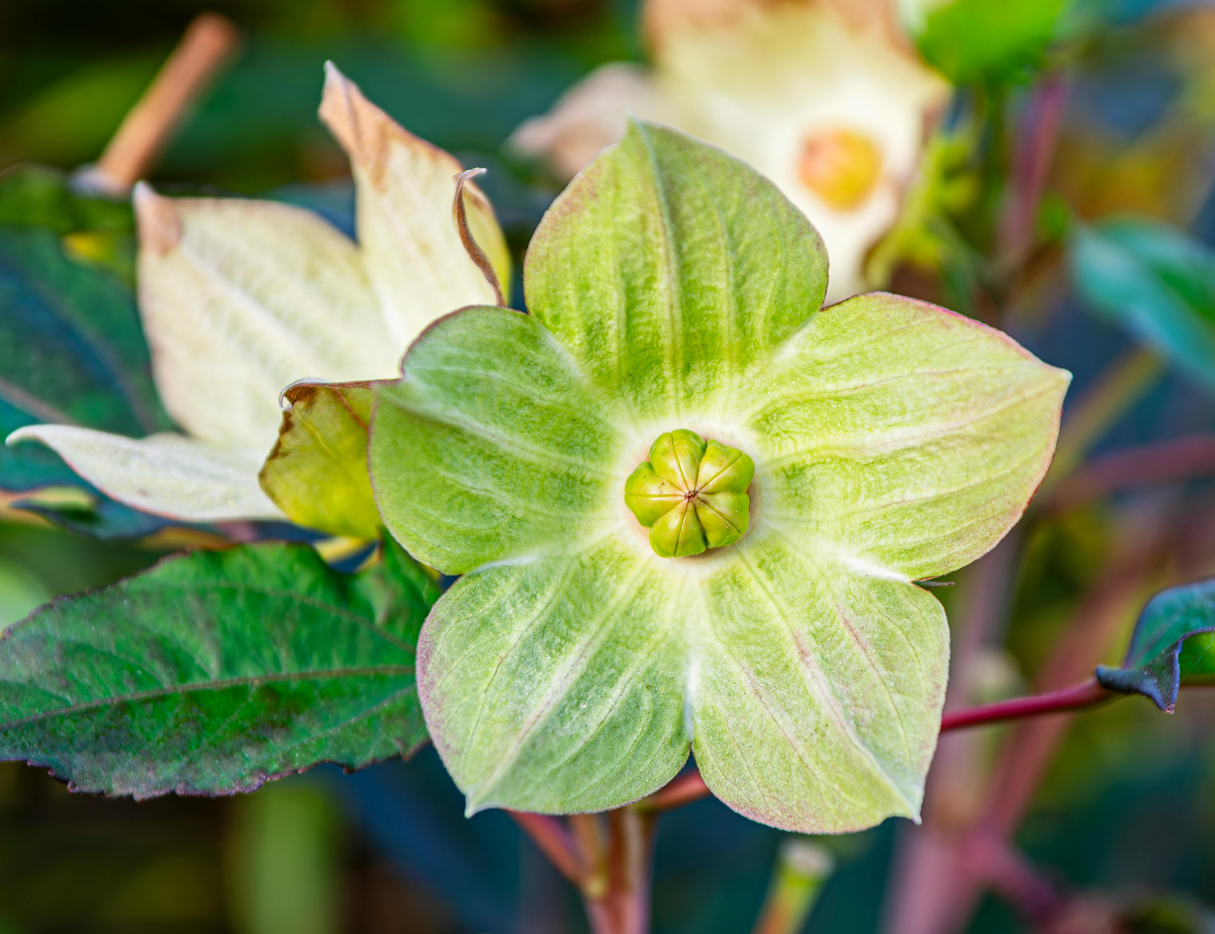 Hibiscus Bud Surrounded by Green Sepals · Free Stock Photo