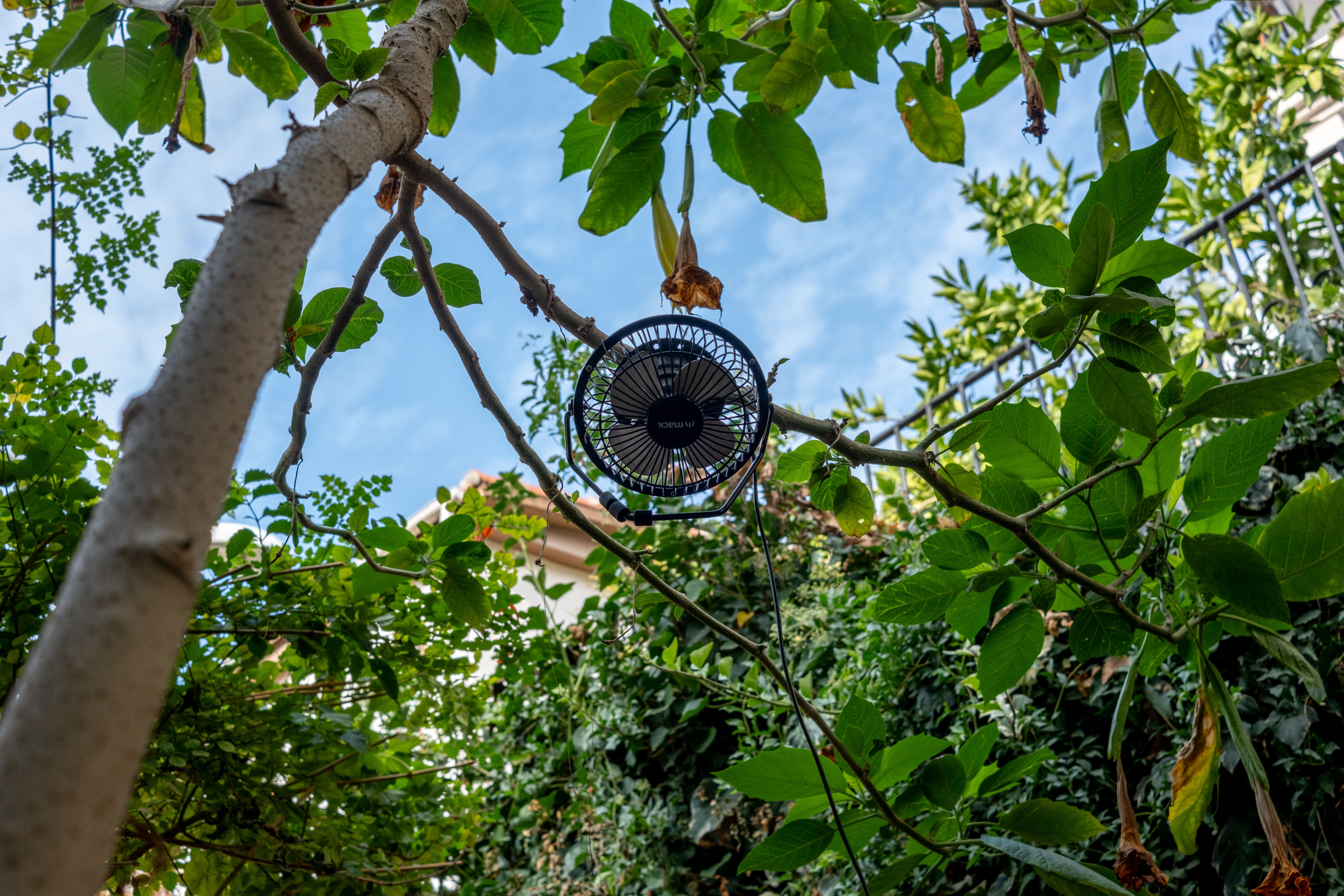 Fan Hanging on Tree · Free Stock Photo