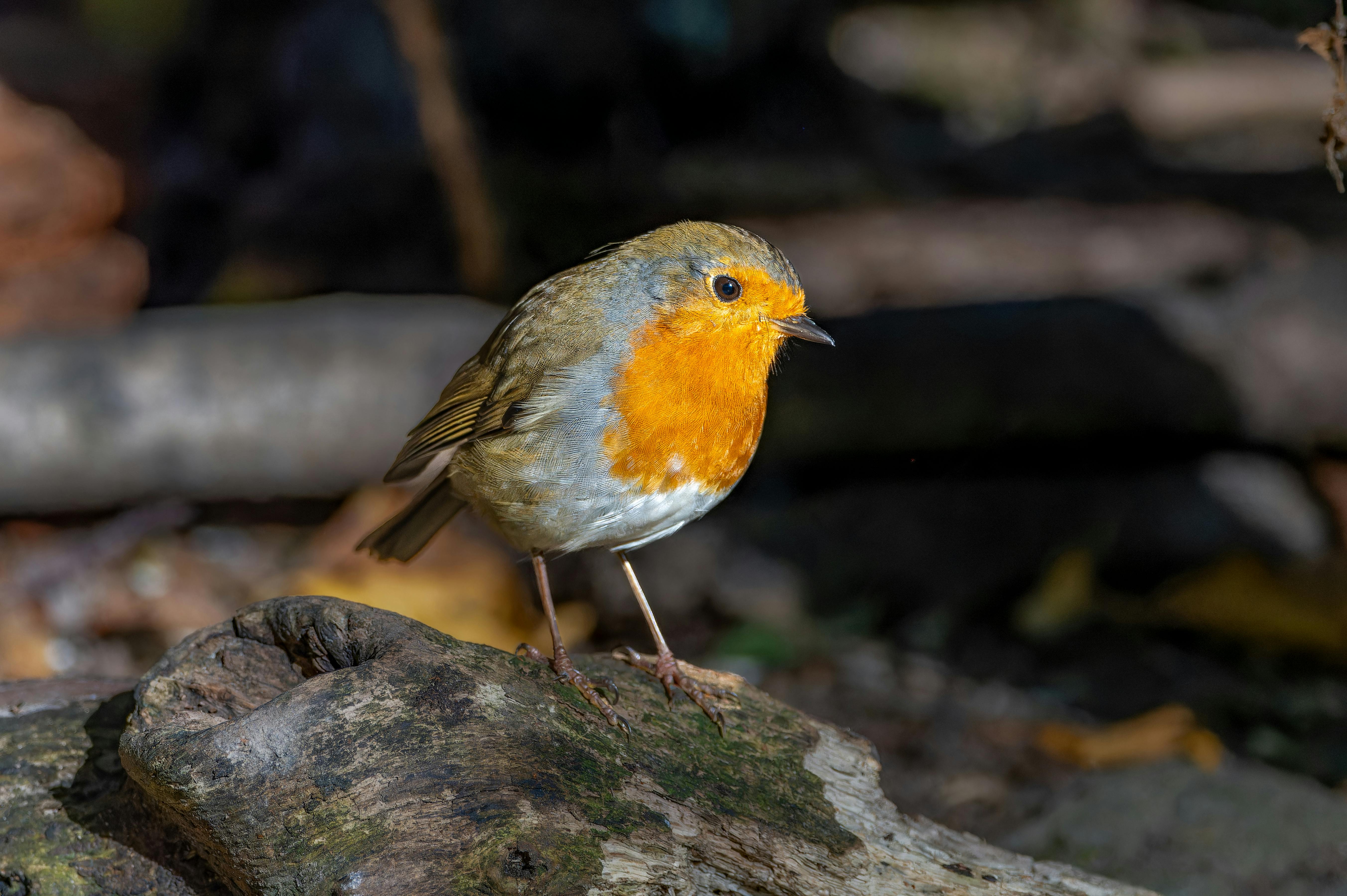 Small Robin Bird · Free Stock Photo