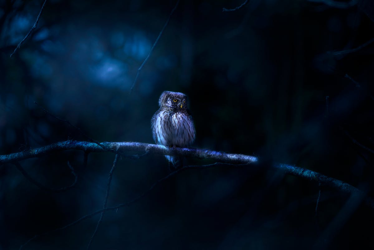 Owl Images Photos, Download The BEST Free Owl Images Stock Photos & HD ...