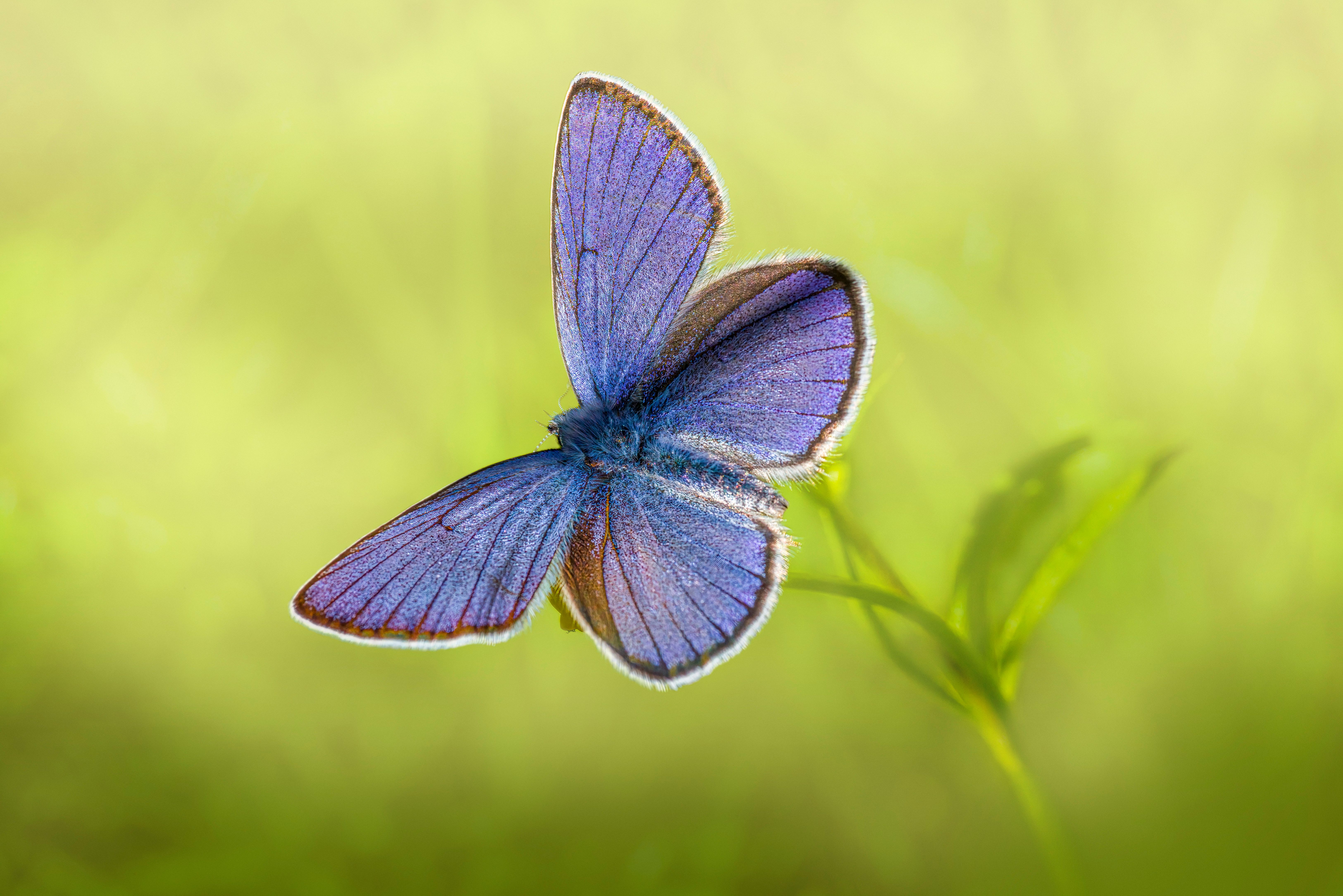 A blue butterfly is sitting on a green leaf · Free Stock Photo