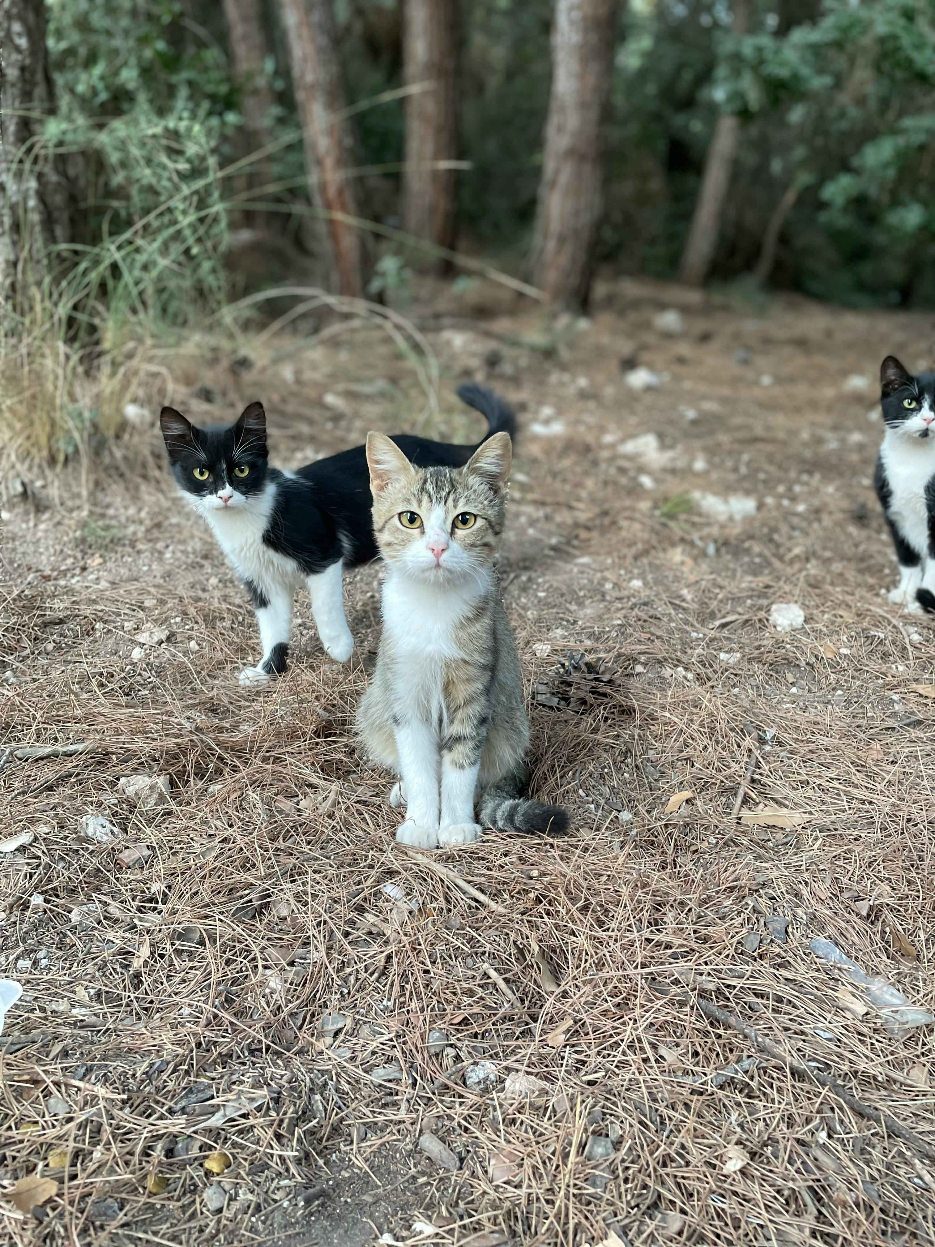 Scared Cats Photos, Download The BEST Free Scared Cats Stock Photos ...