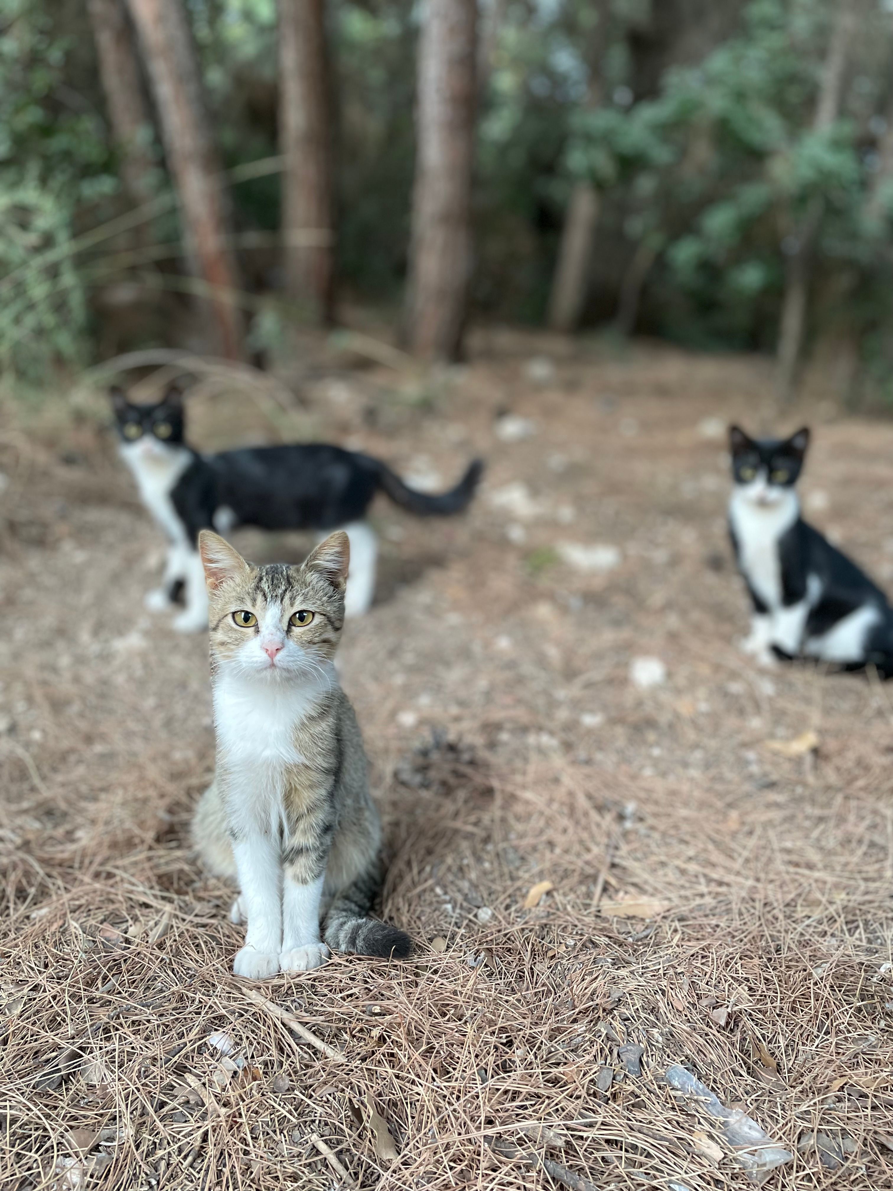 Kittens in Forest · Free Stock Photo