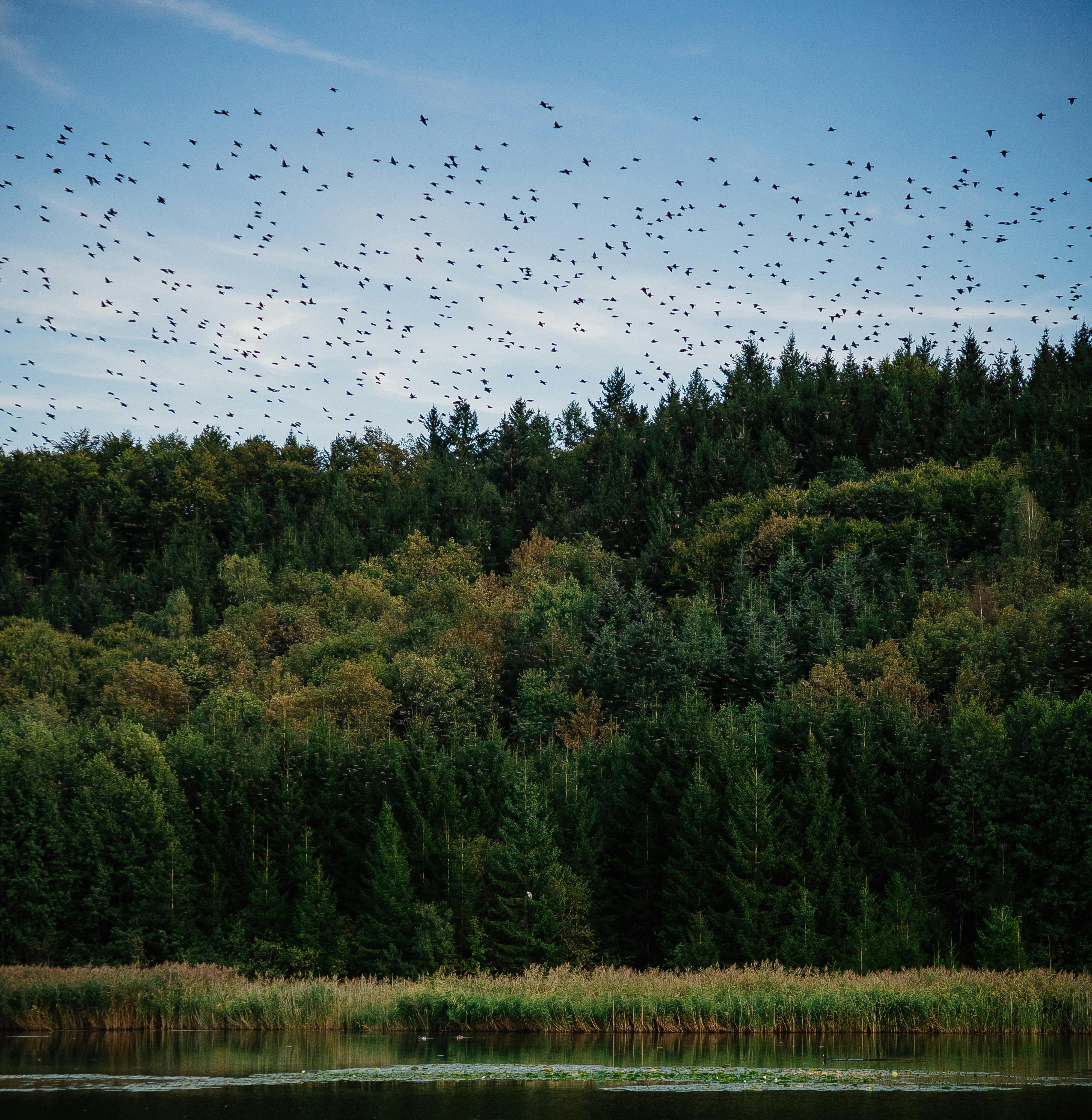 Birds Flying over Forest · Free Stock Photo
