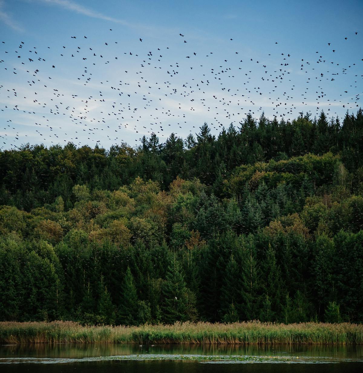 Flying Birds In Forest Photos, Download The BEST Free Flying Birds In ...