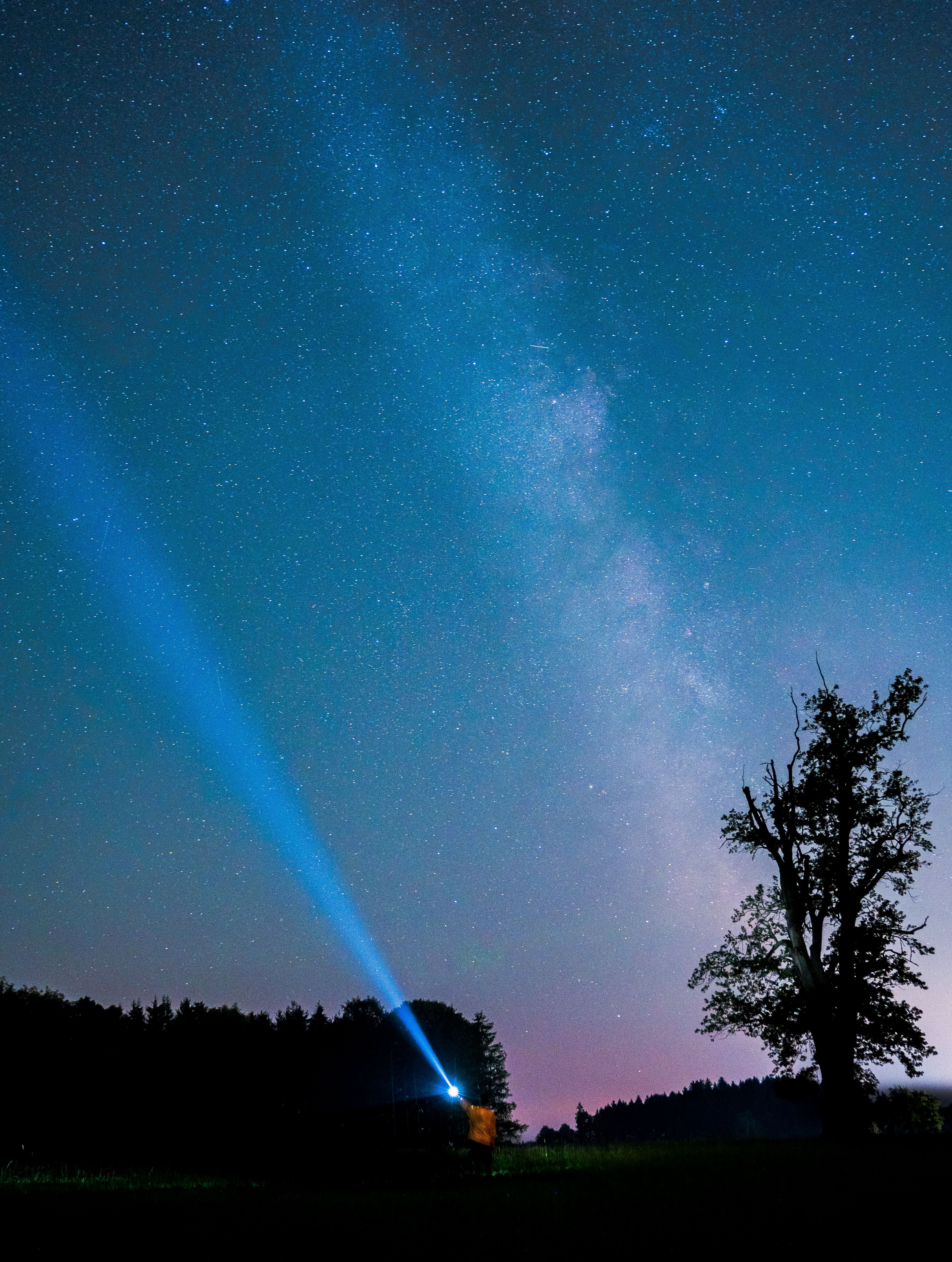 Silhouette of Trees at Night · Free Stock Photo